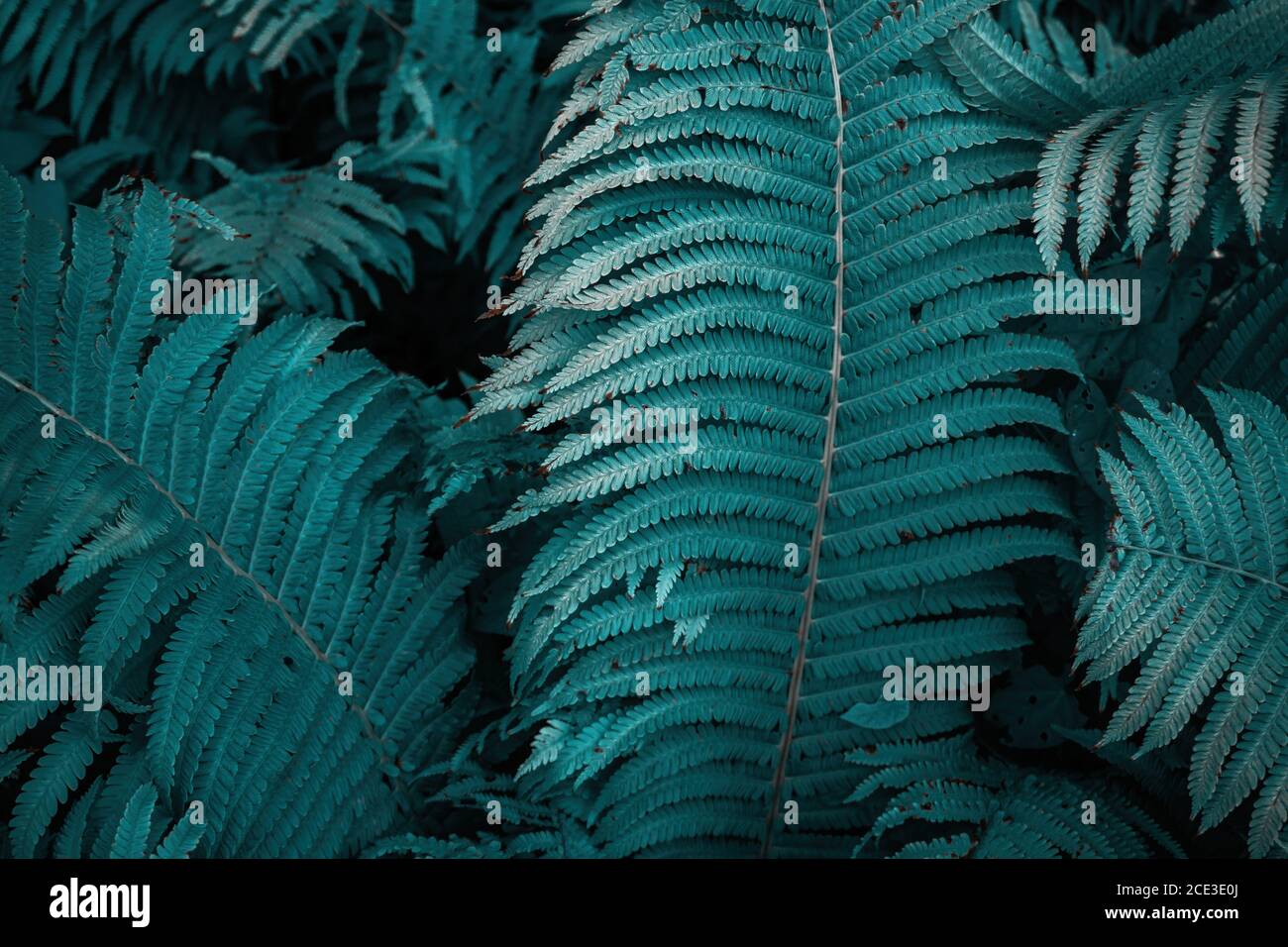 Blue neon fern close up. Floral texture background, pattern Stock Photo ...
