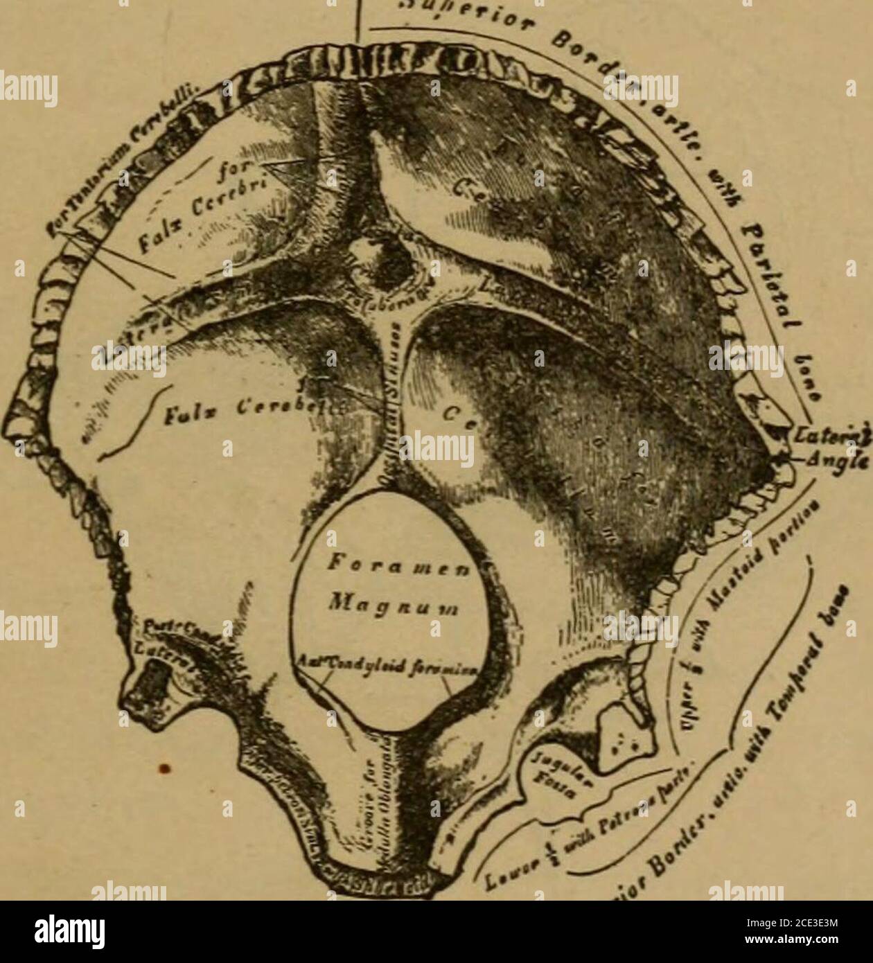 . A treatise on practical anatomy: for students of anatomy and surgery ...