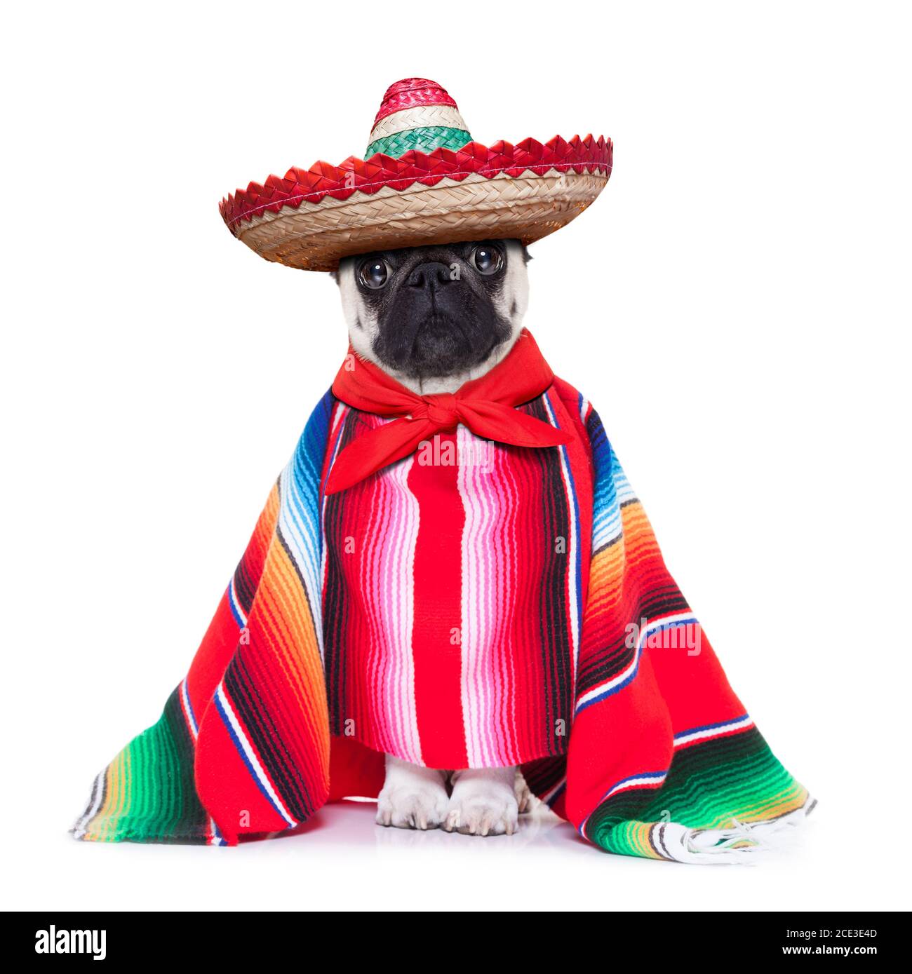 Mexican dog Cut Out Stock Images & Pictures - Alamy