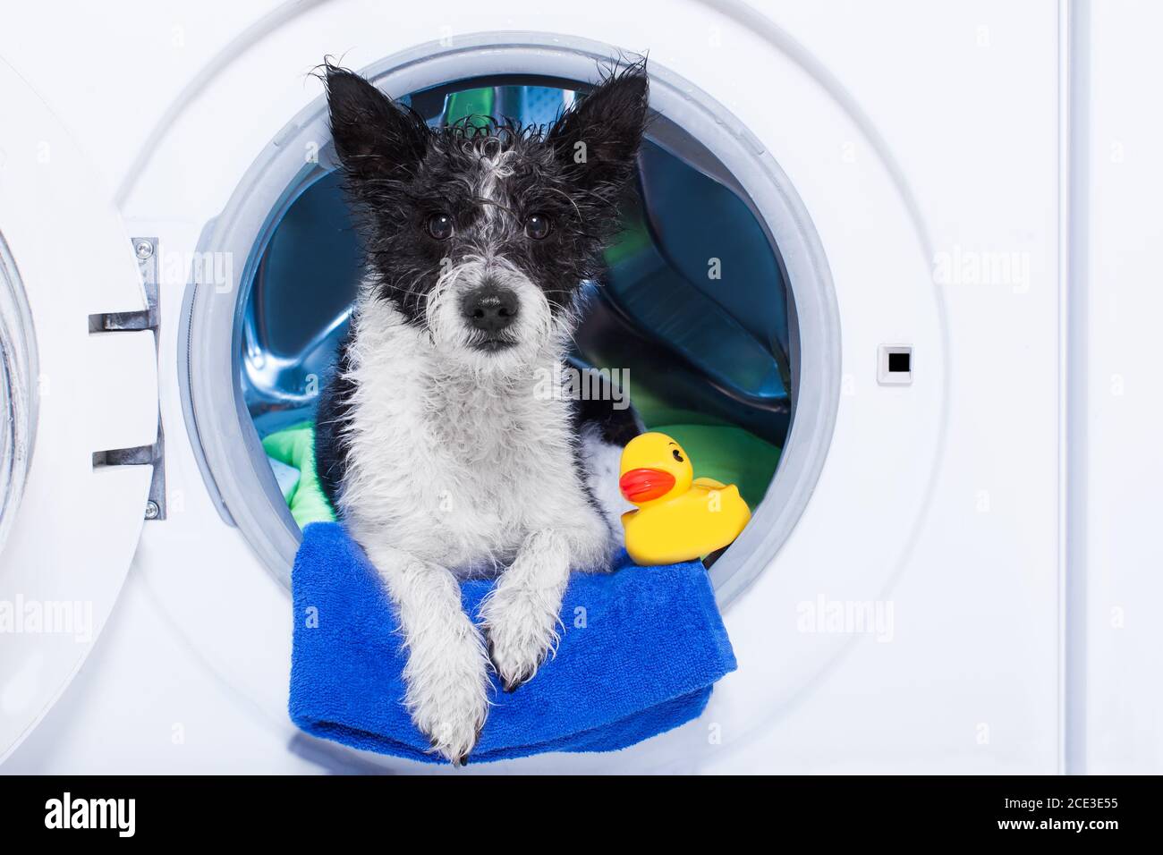 Washing dog hi-res stock photography and images - Alamy