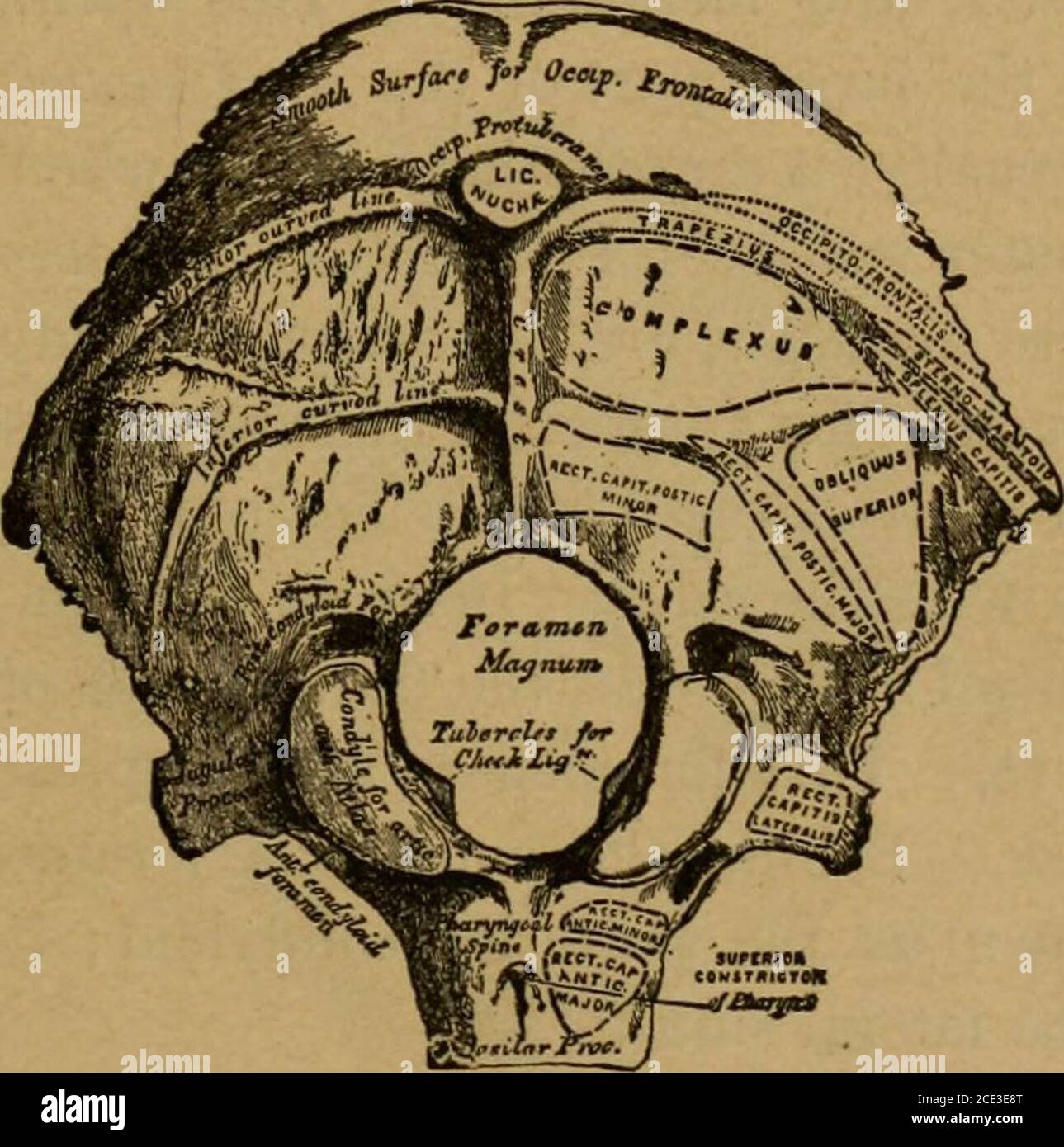Back Of Skull Anatomy : Base Of The Skull Medatrio _ The simplest way ...