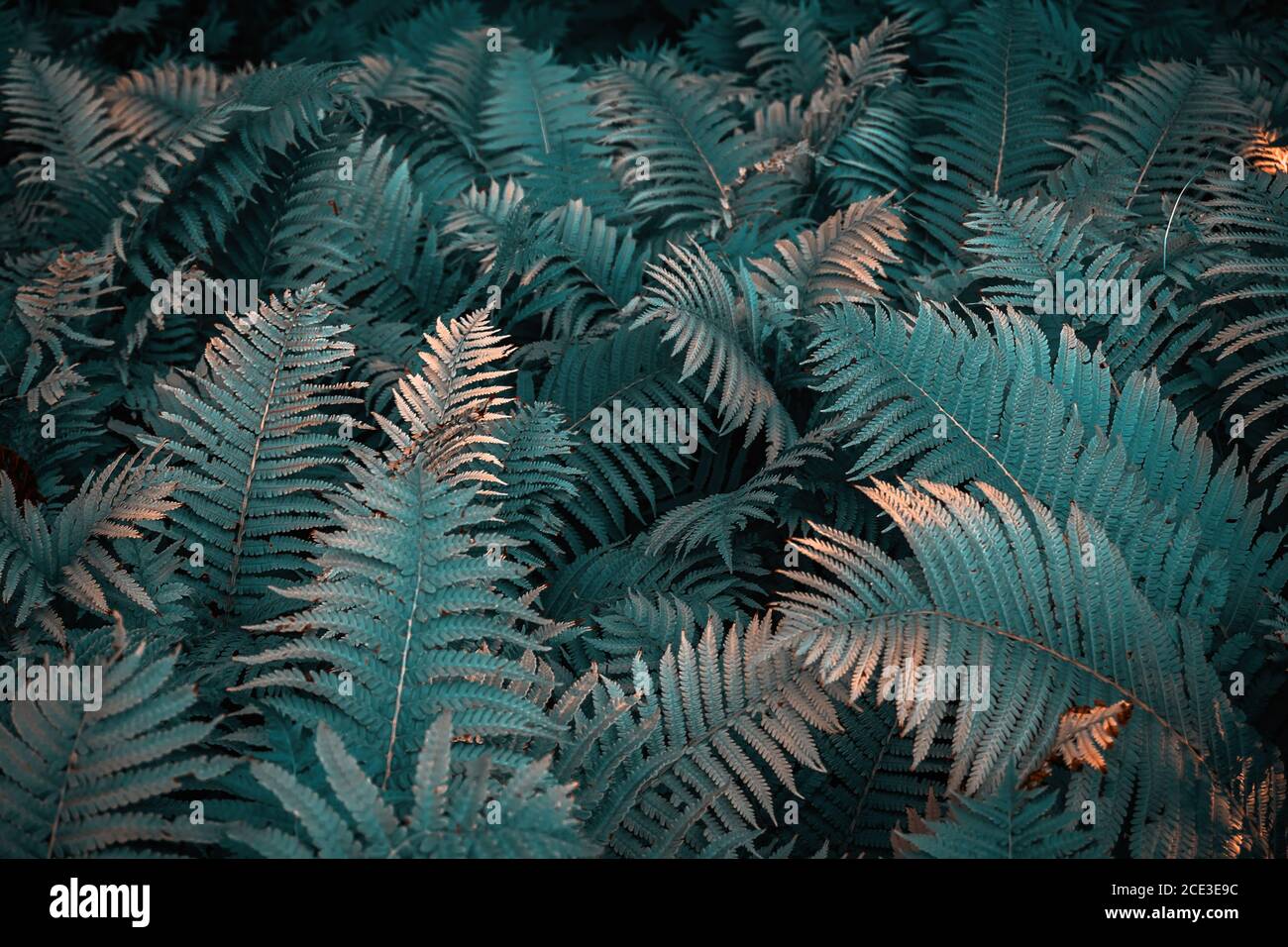 Blue neon fern close up. Floral texture background, pattern Stock Photo ...