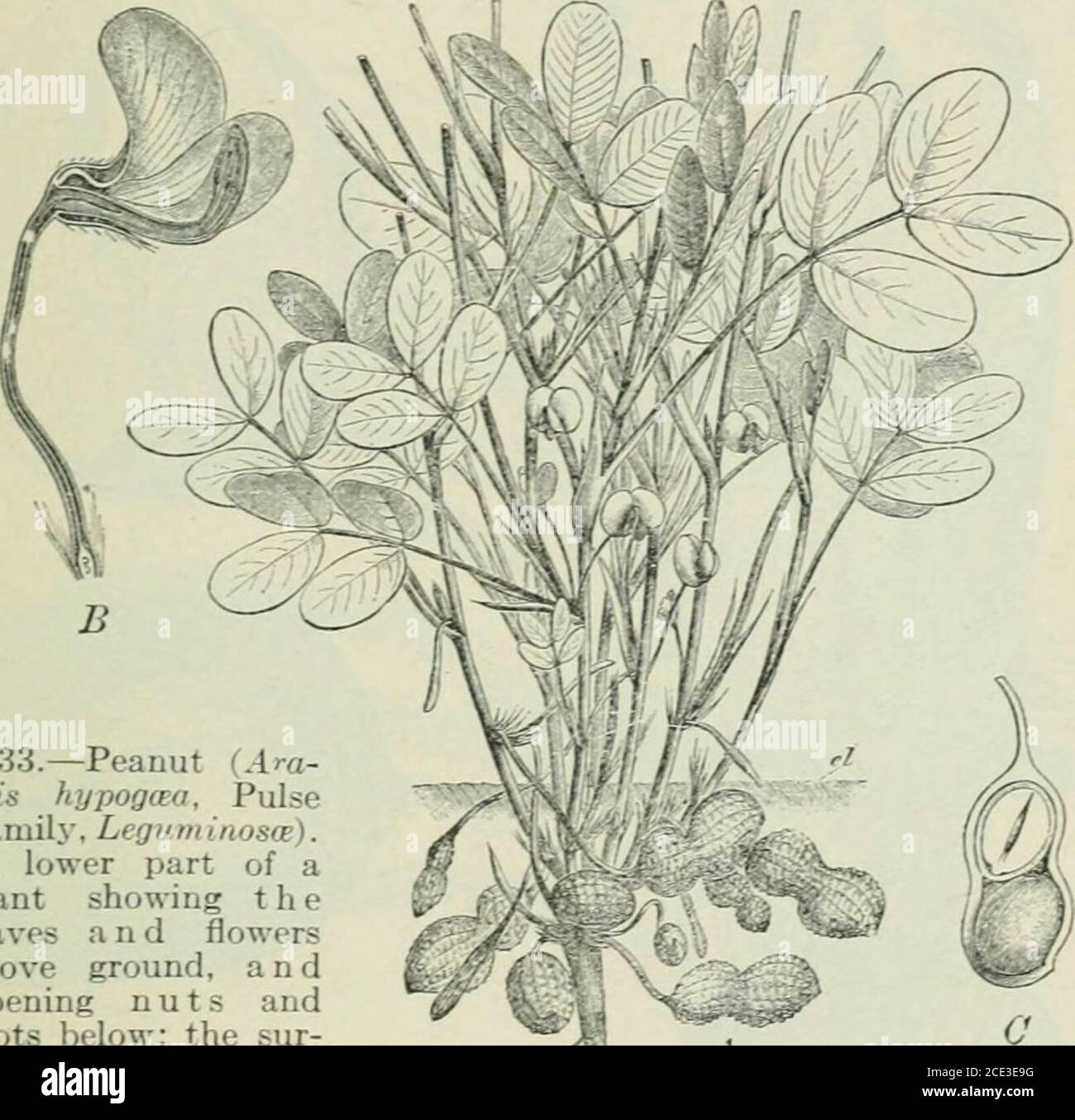. Plants and their uses; an introduction to botany . aining ovules. G ...