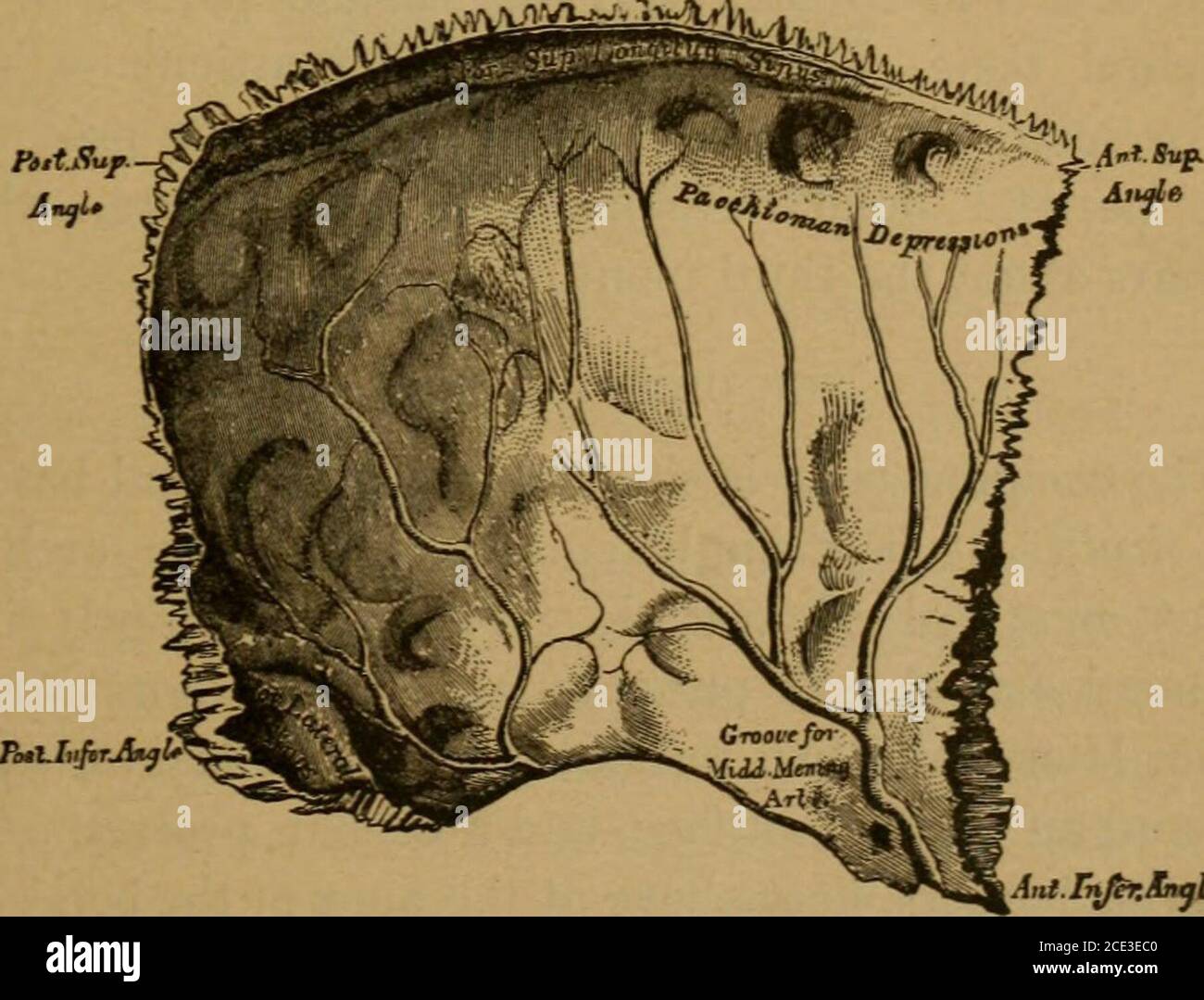 . A treatise on practical anatomy: for students of anatomy and surgery ...