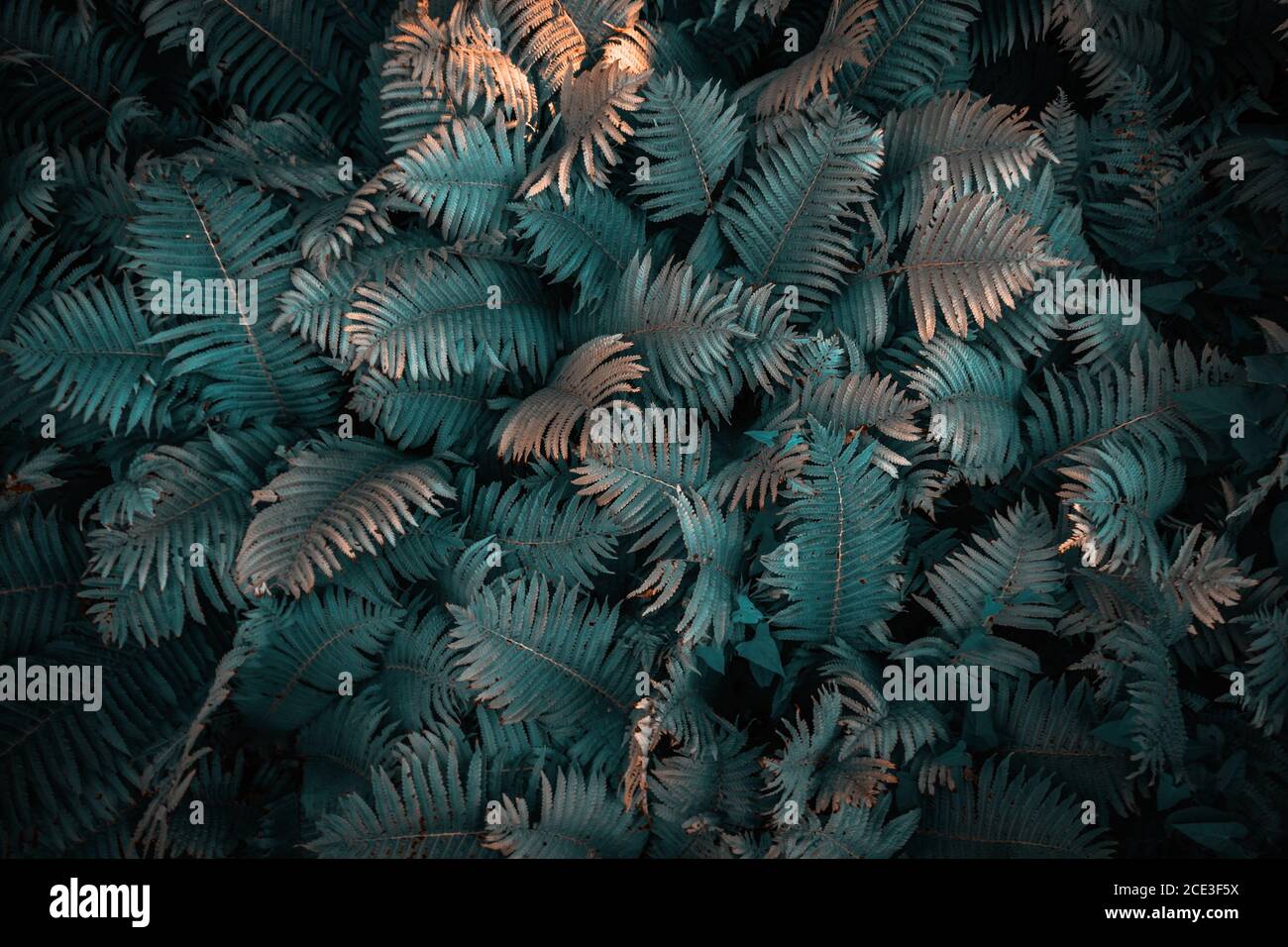 Blue neon fern close up. Floral texture background, pattern Stock Photo ...