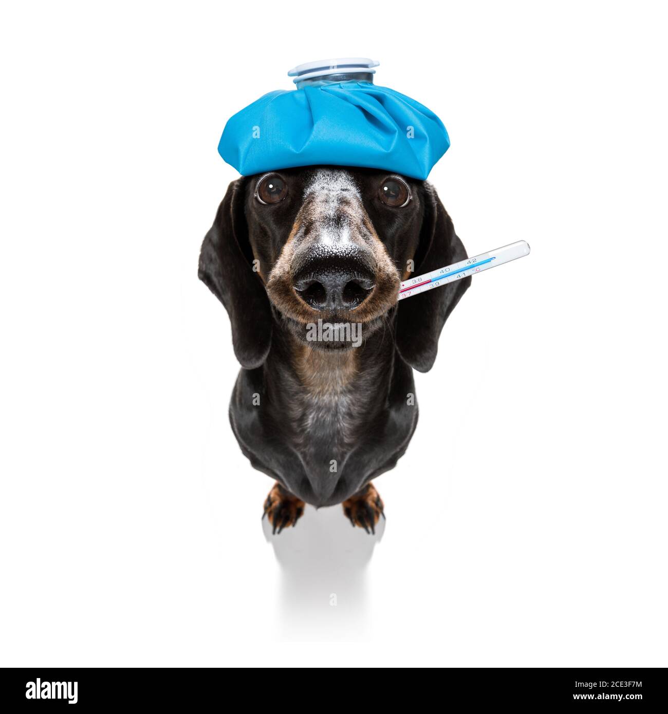 ill sick dog with illness Stock Photo - Alamy