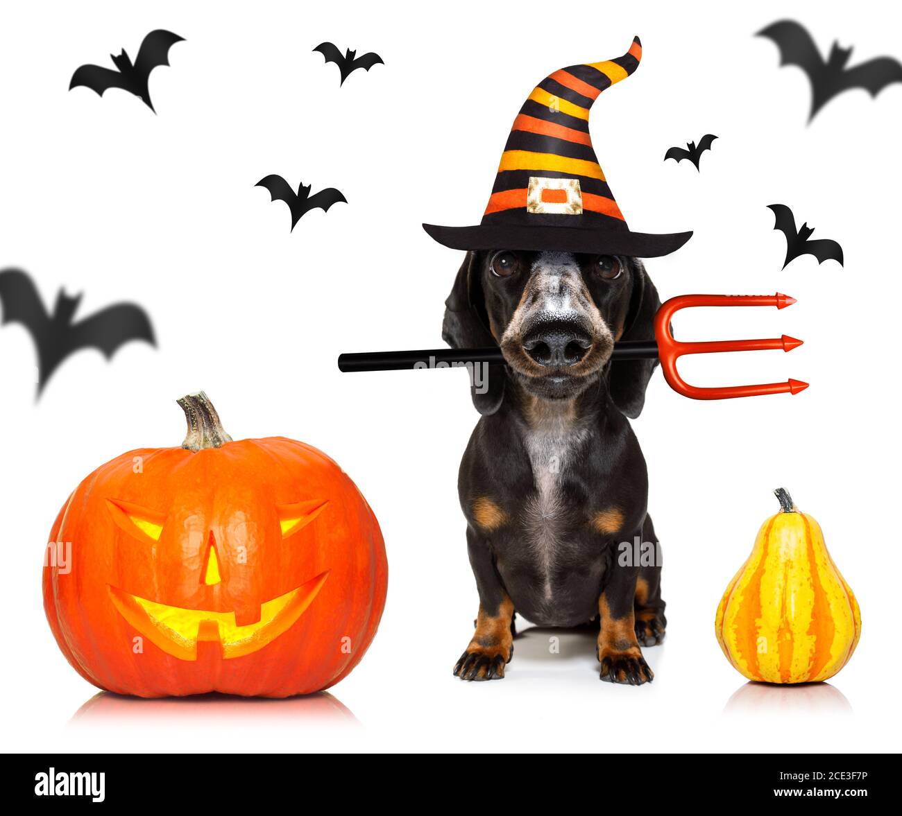 Scary ghost dog hi-res stock photography and images - Alamy