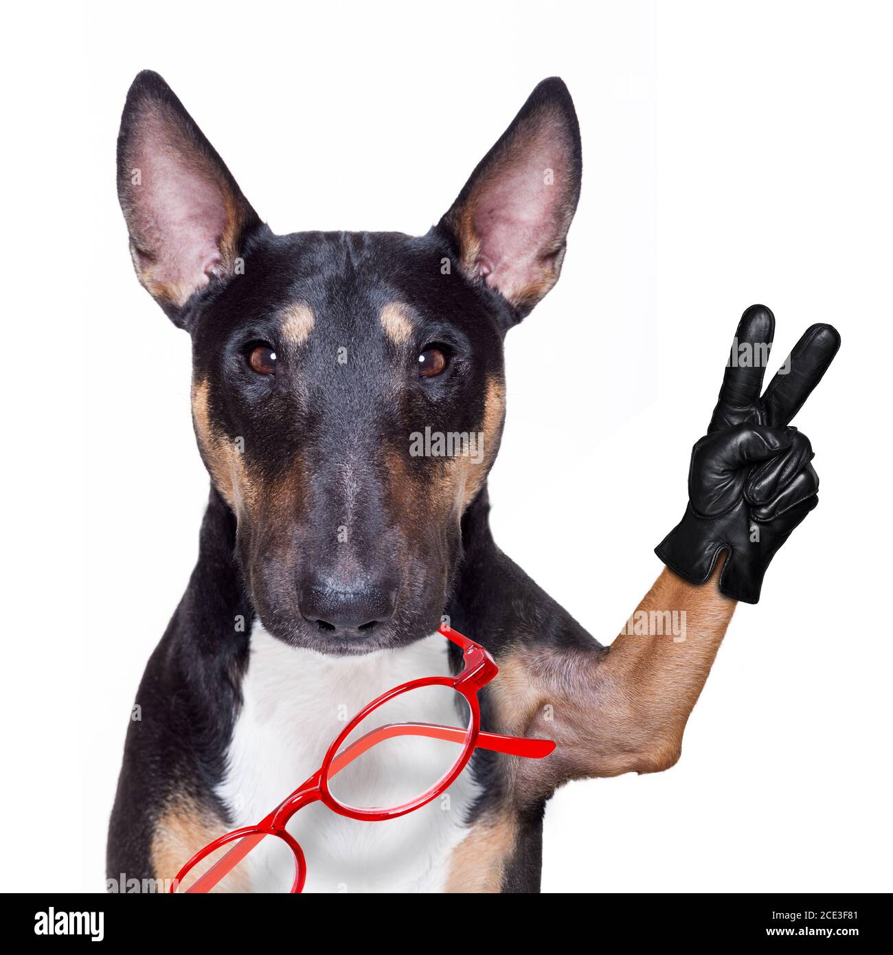business boss dog Stock Photo - Alamy