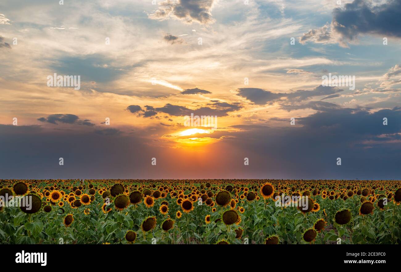 Sun setting over sunflower field Stock Photo - Alamy