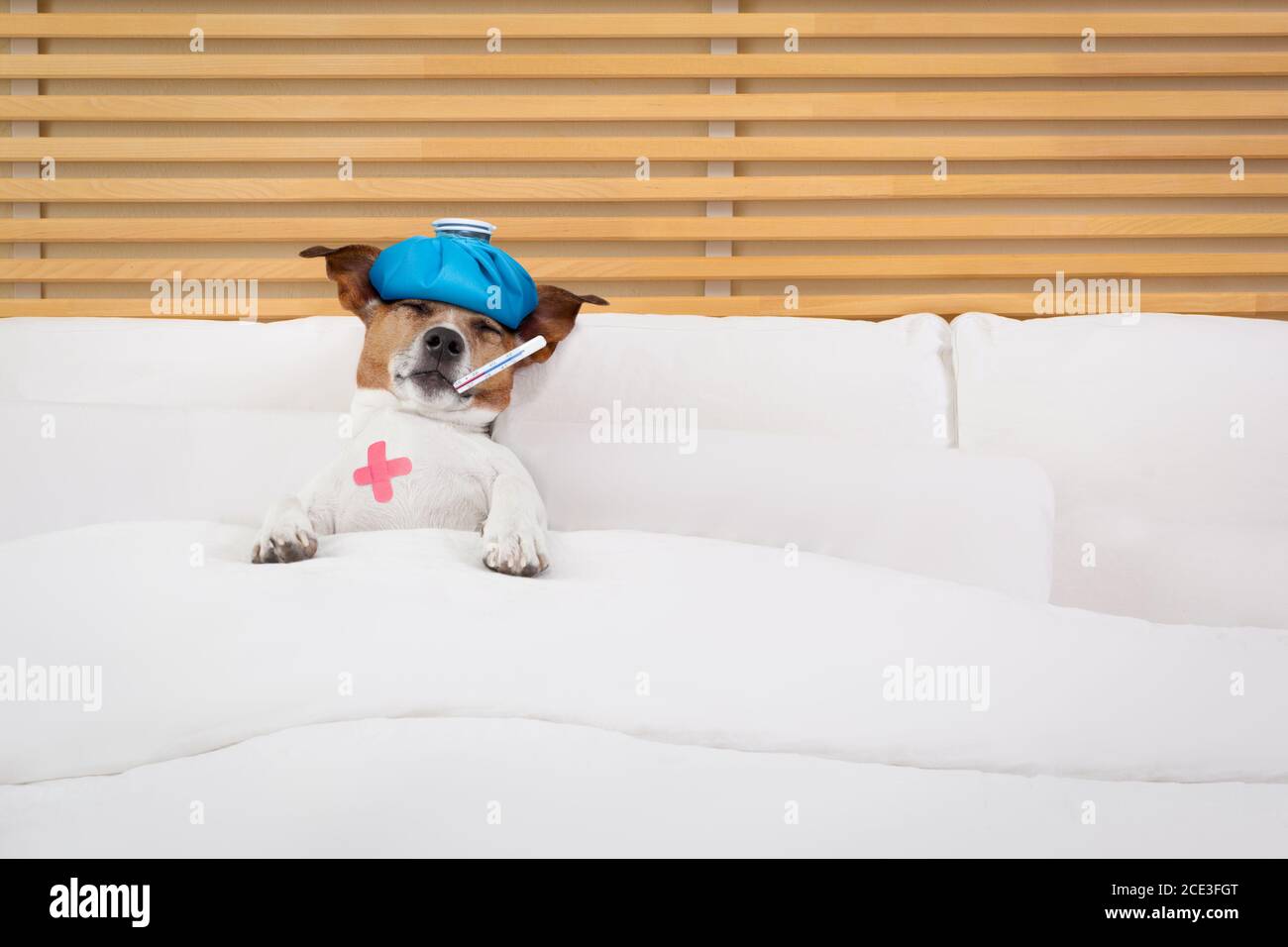 Il jack russell terrier hi-res stock photography and images - Alamy