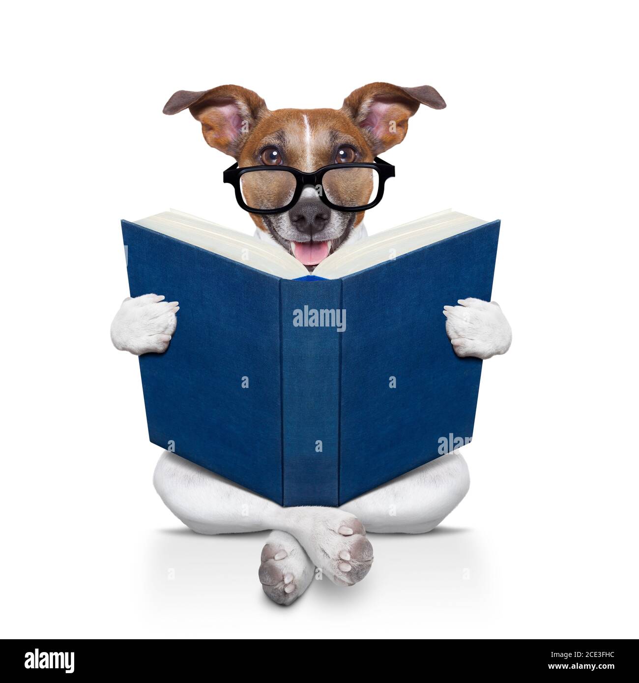 dog reading a book Stock Photo - Alamy