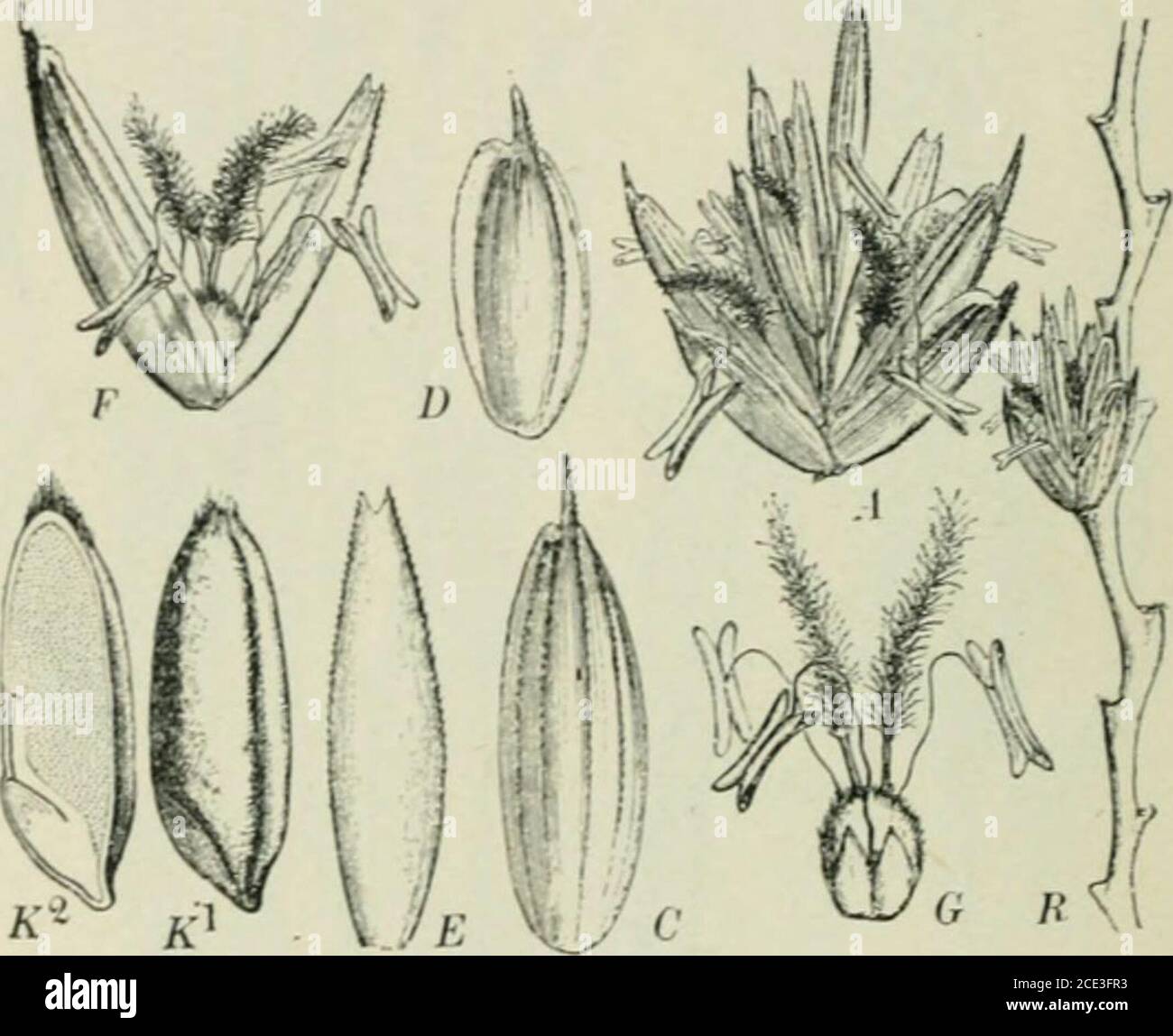 . Plants and their uses; an introduction to botany . Fiu. H.—Wheat ...
