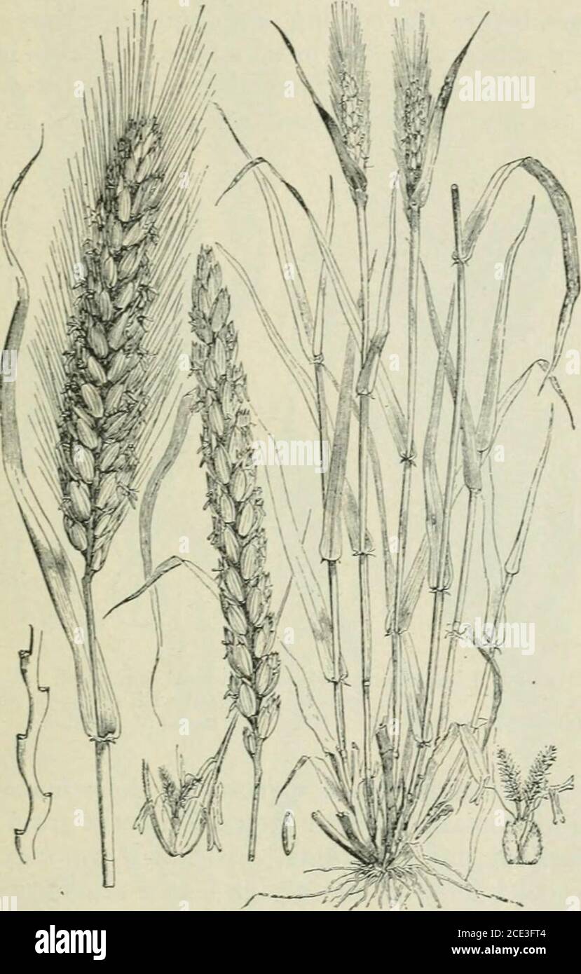 Egyptianpyramids hi-res stock photography and images - Alamy