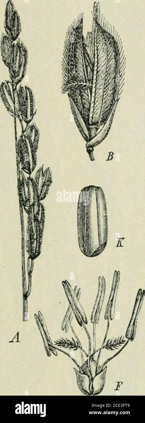 L blade of grass hi-res stock photography and images - Alamy