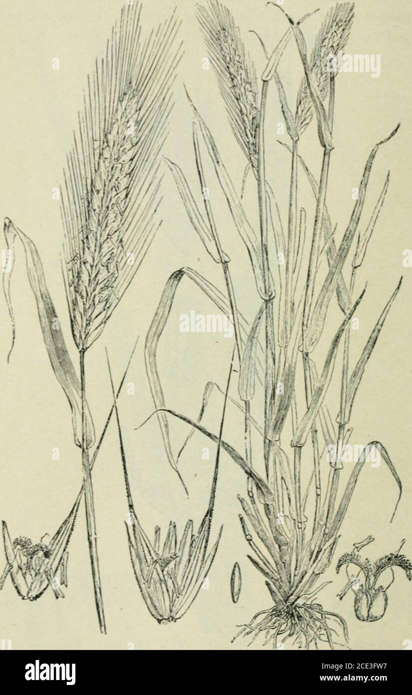 Lodicules hi-res stock photography and images - Alamy