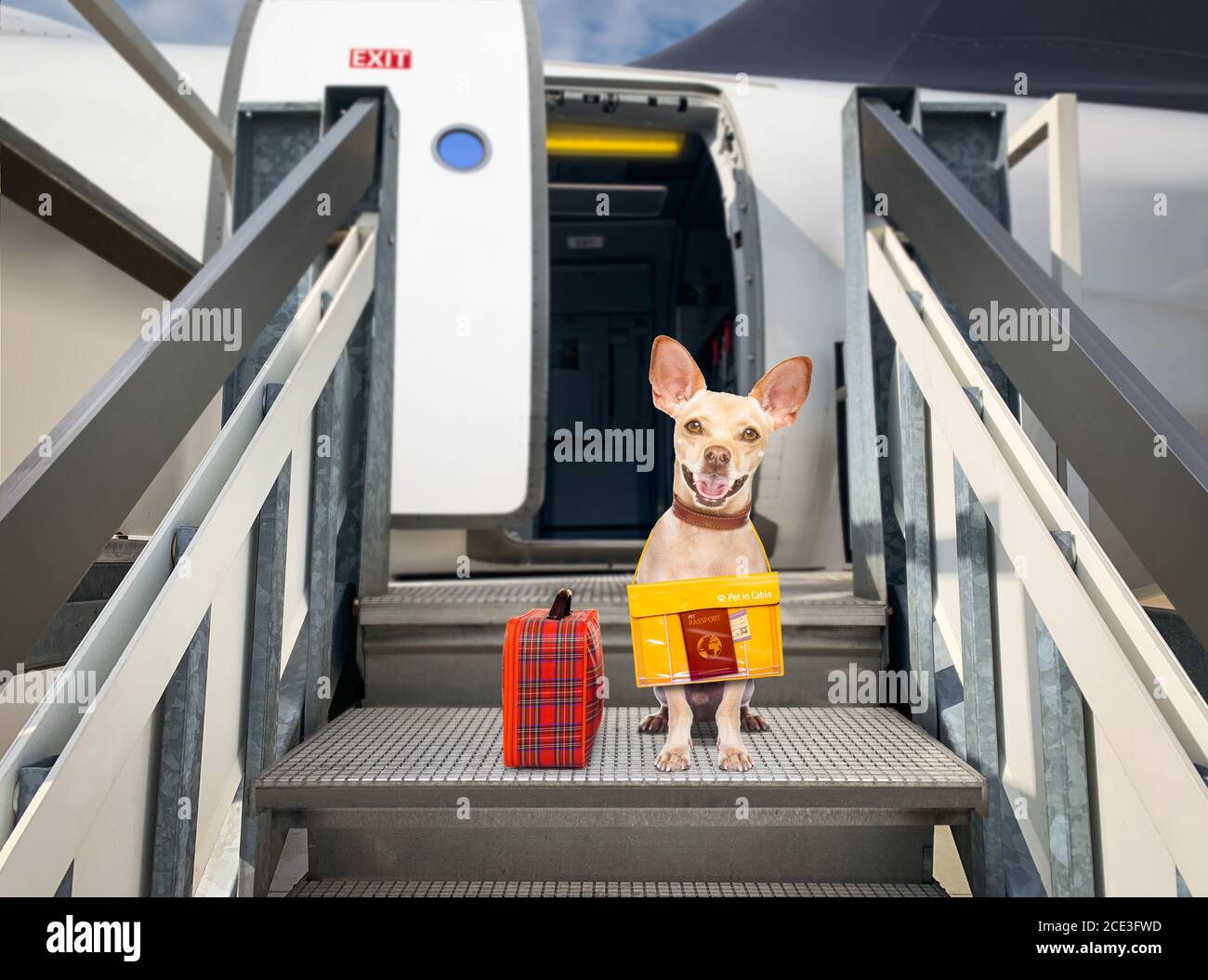 Dog plane cabin hi-res stock photography and images - Alamy