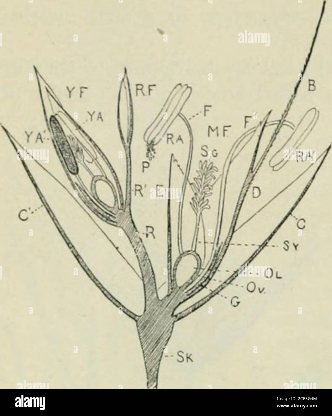Lodicules hi-res stock photography and images - Alamy