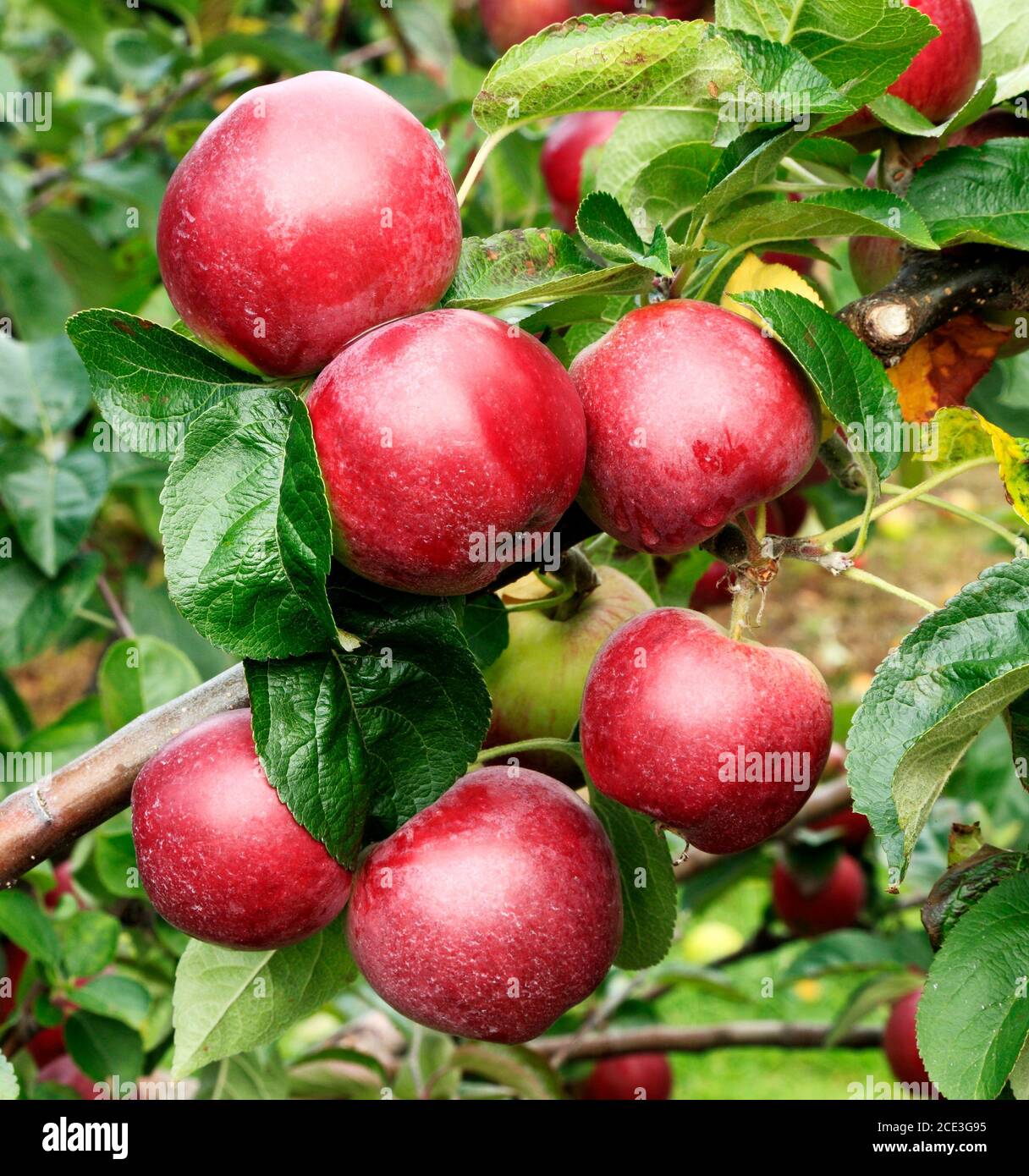 Apple 'Spartan', growing on tree, malus domestica, fruit, edible ...