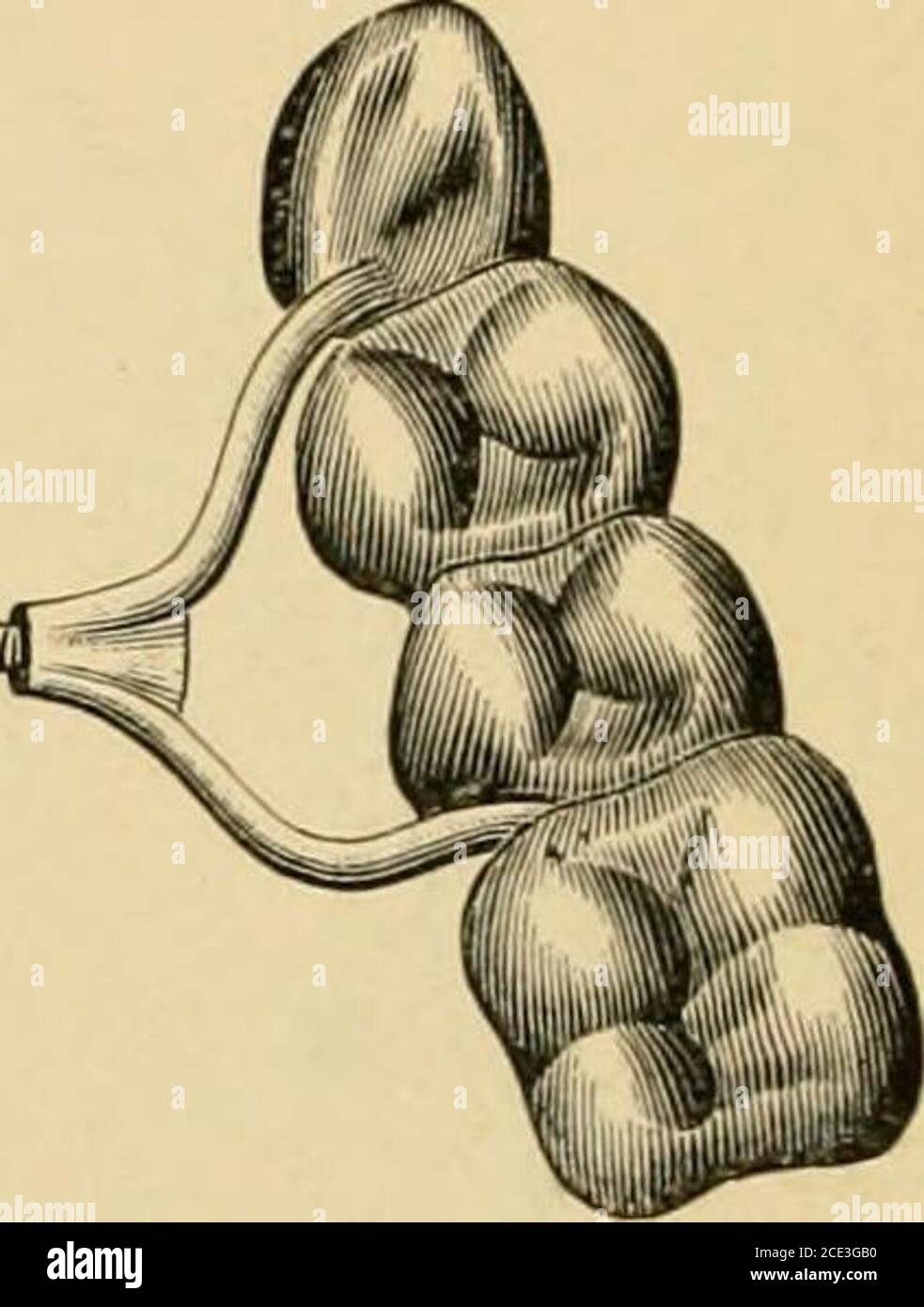 . A manual of mechanical dentistry and metallurgy . ^ mmimmmmmm ...