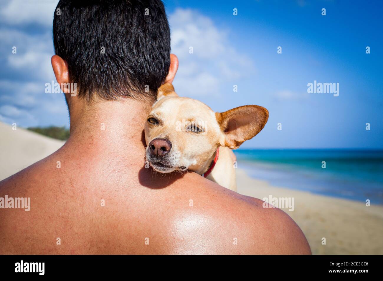dog and owner Stock Photo - Alamy