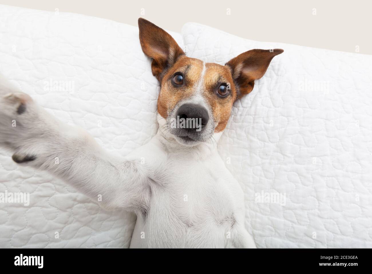 Shutter Dog High Resolution Stock Photography and Images - Alamy