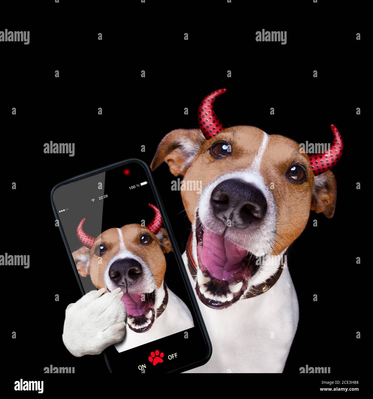 dog isolated on black Stock Photo - Alamy
