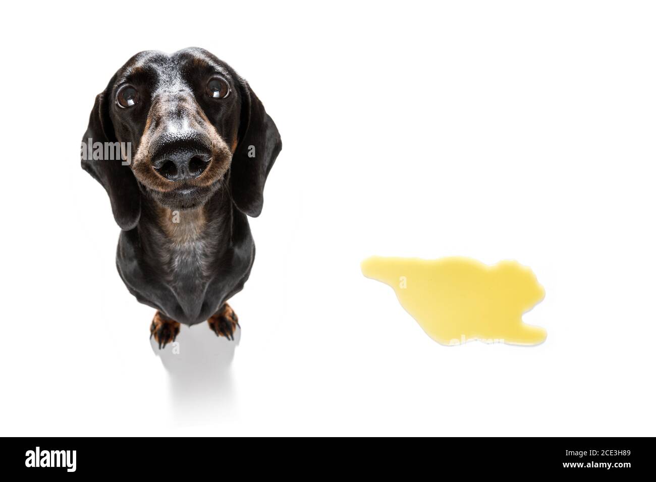 dog pee owner at home Stock Photo - Alamy