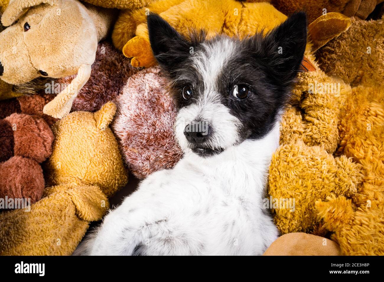 cozy dog in bed with teddy bears Stock Photo - Alamy