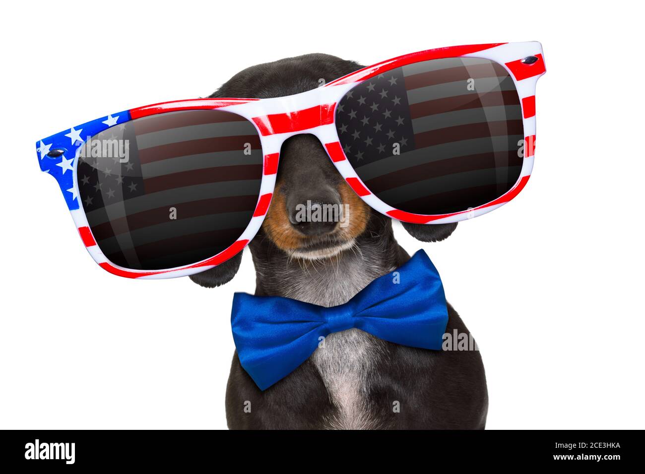 independence day 4th of july dog Stock Photo - Alamy