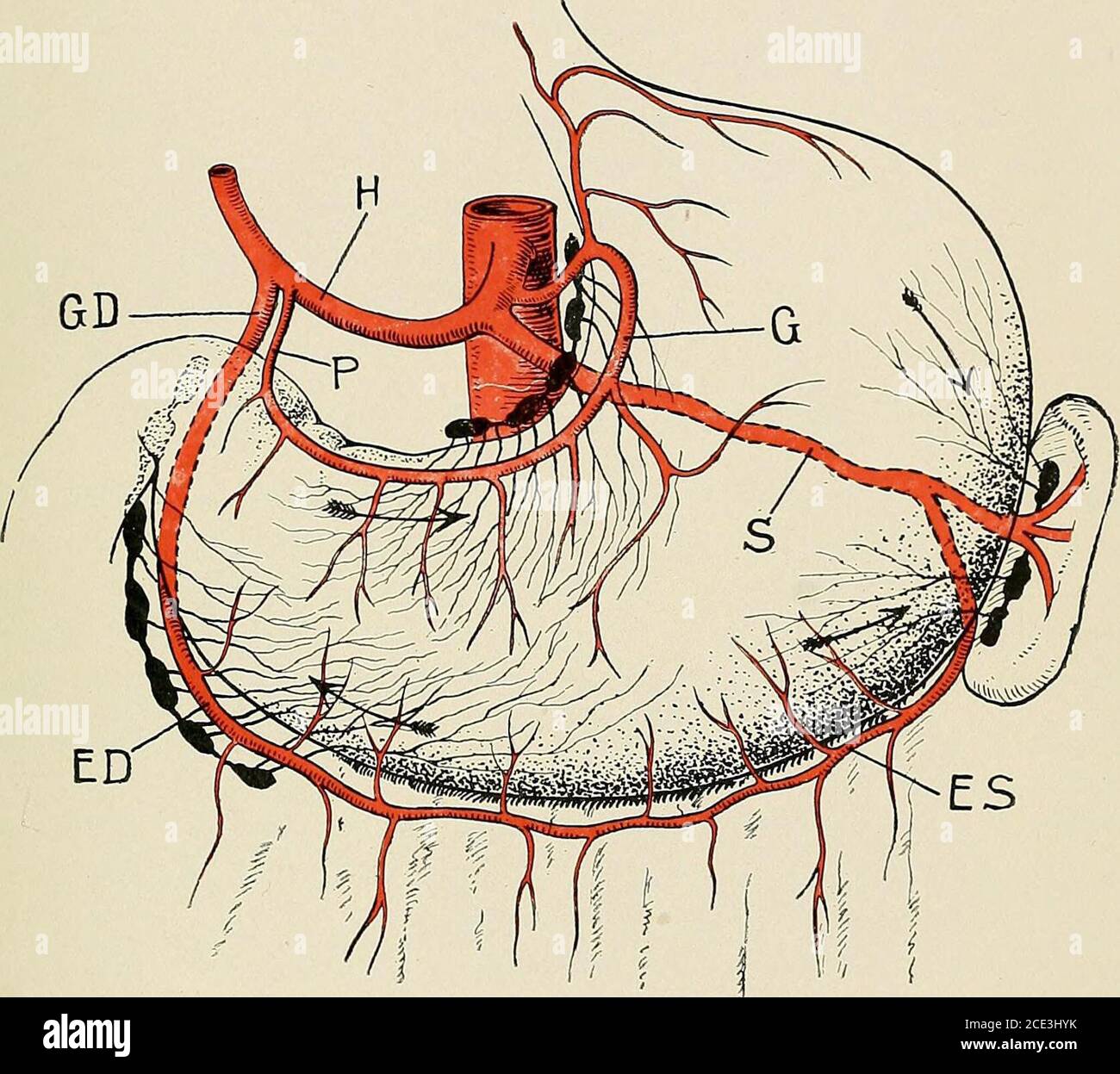 . Operative surgery, for students and practitioners . submucous layer ...