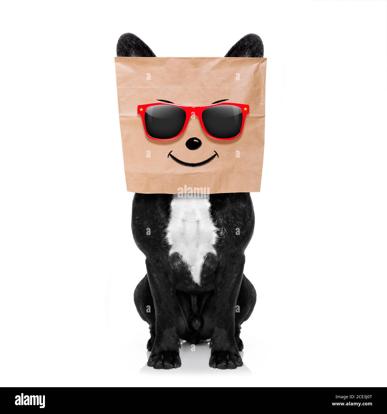 happy smile dog Stock Photo - Alamy