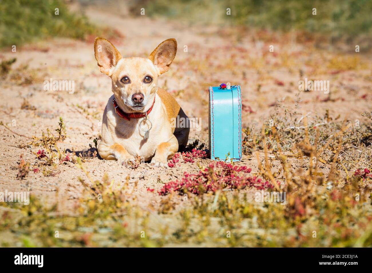 abandoned and lost dog Stock Photo - Alamy