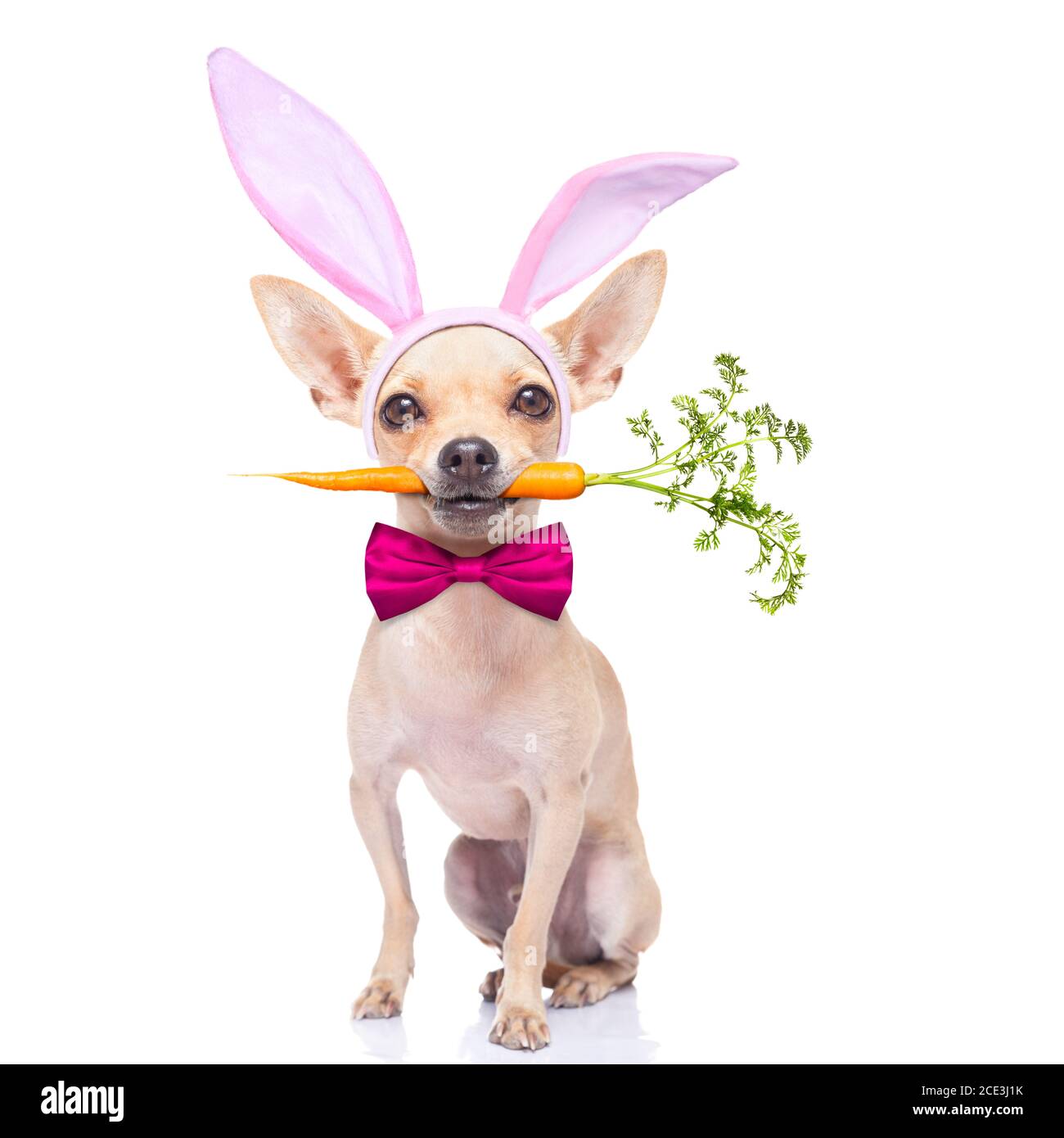 bunny ears dog Stock Photo - Alamy