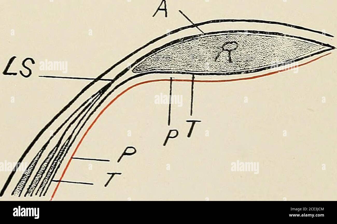 Abdominal internal oblique muscle hi-res stock photography and images ...