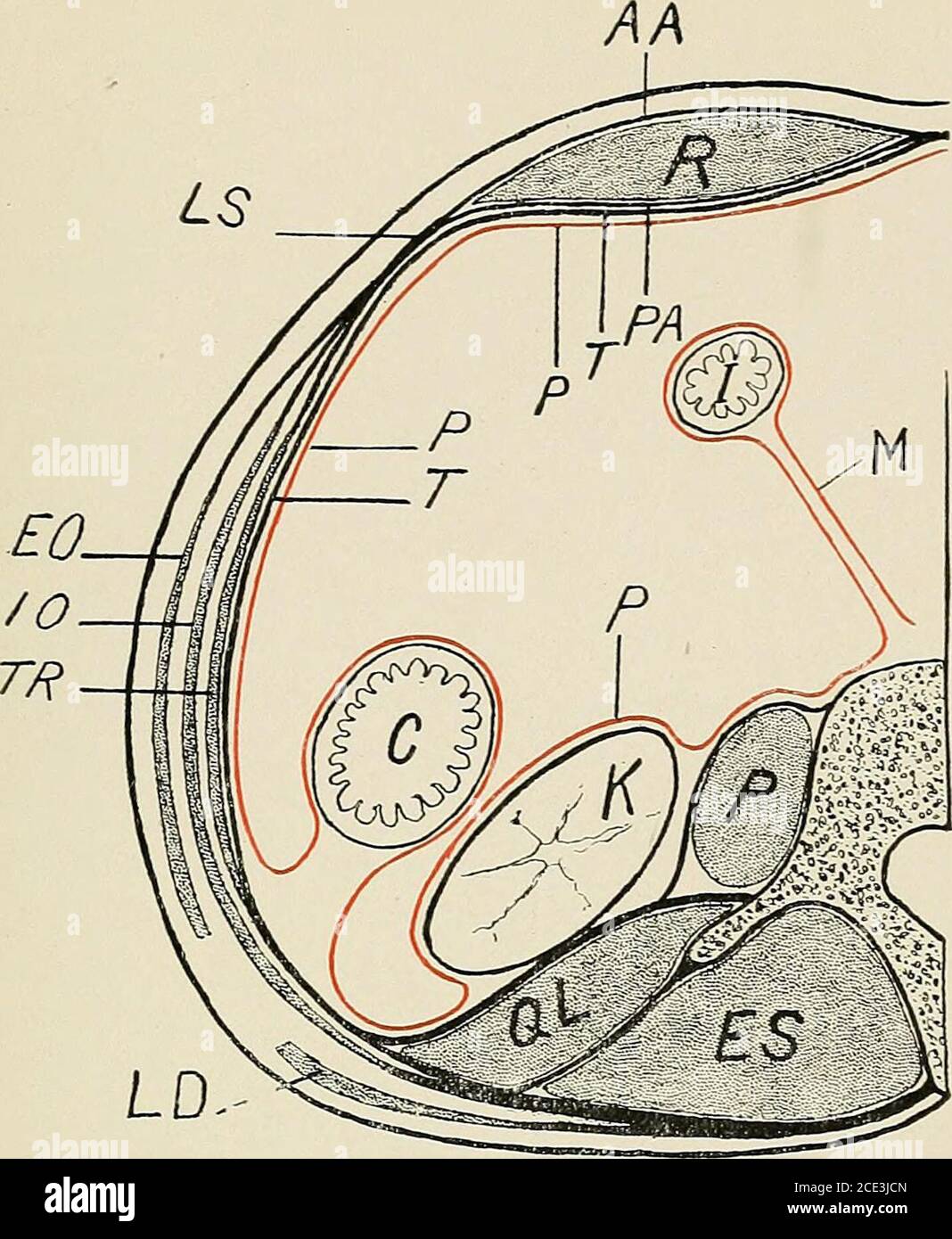 Inguinal ring hi-res stock photography and images - Alamy
