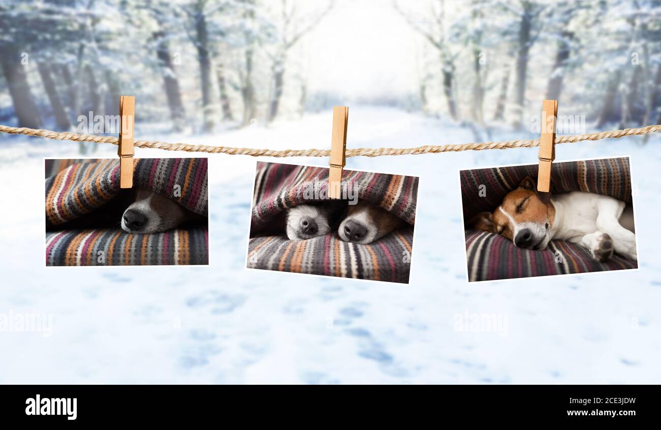cute photos of dogs on string in winter Stock Photo - Alamy