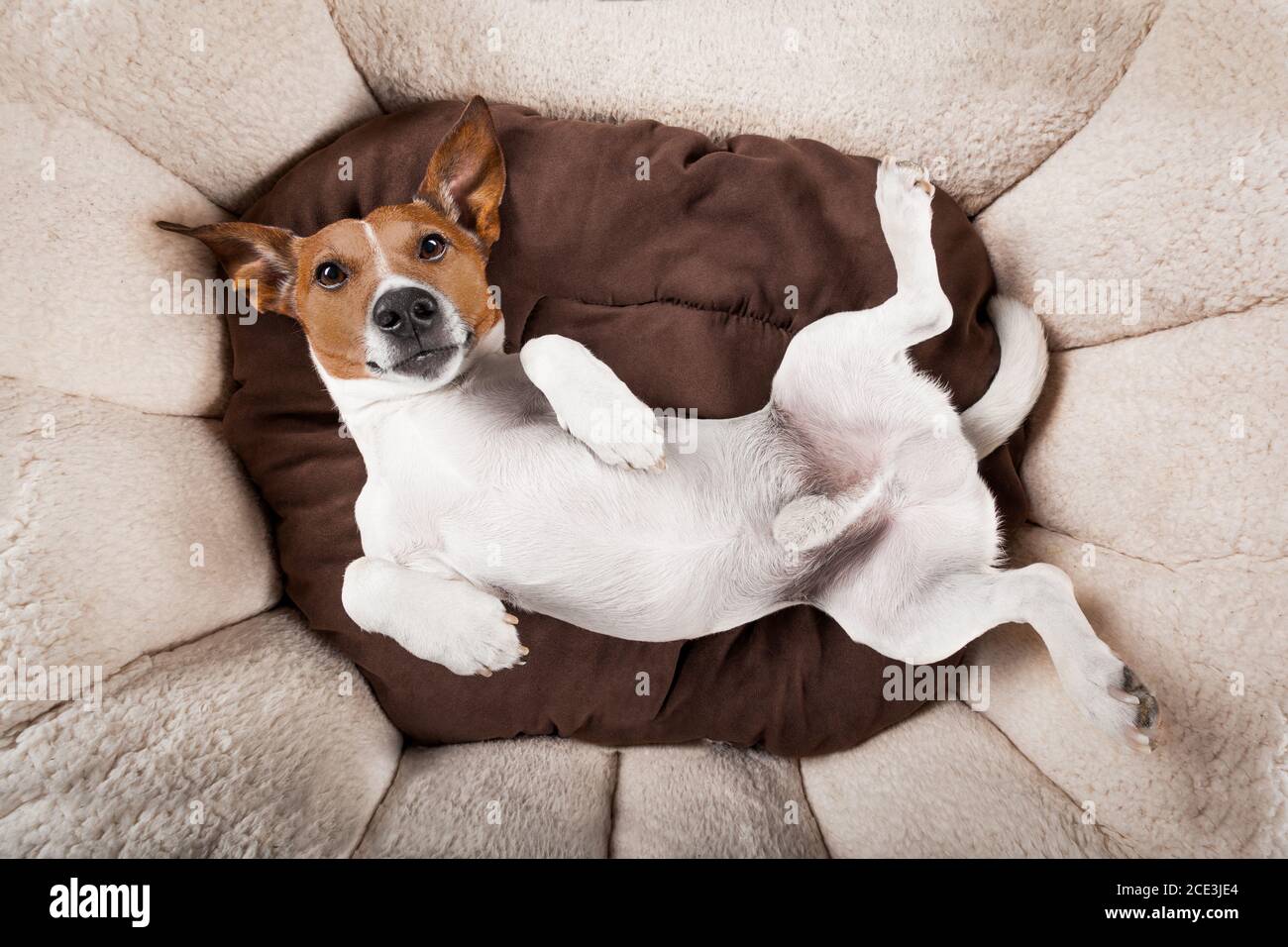 dog sleeping or resting Stock Photo - Alamy