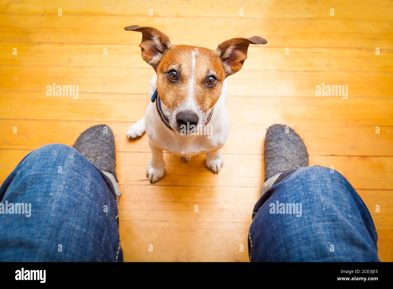 Dog beg door hi-res stock photography and images - Alamy