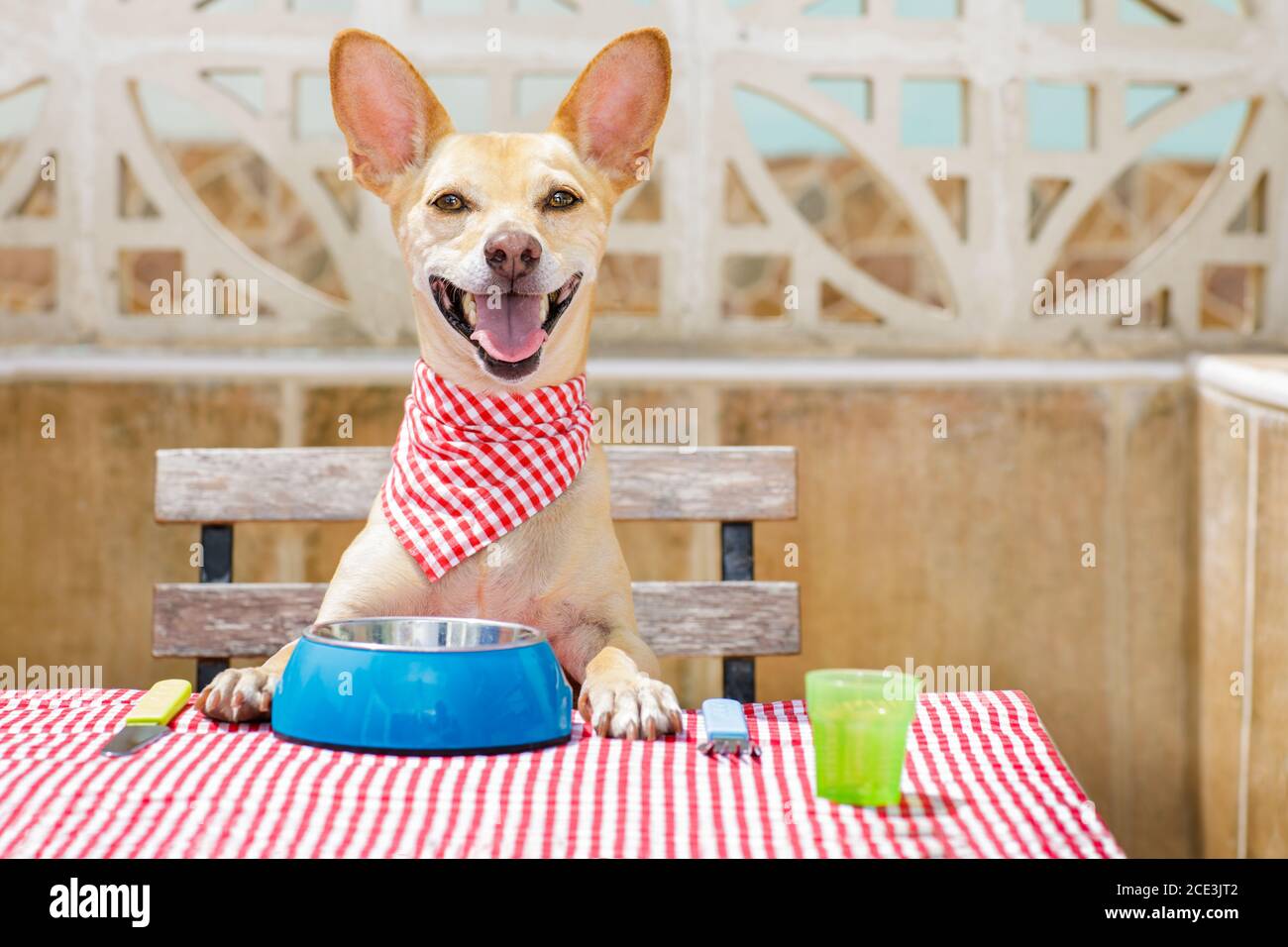 Chihuahua dog table food hi-res stock photography and images - Alamy