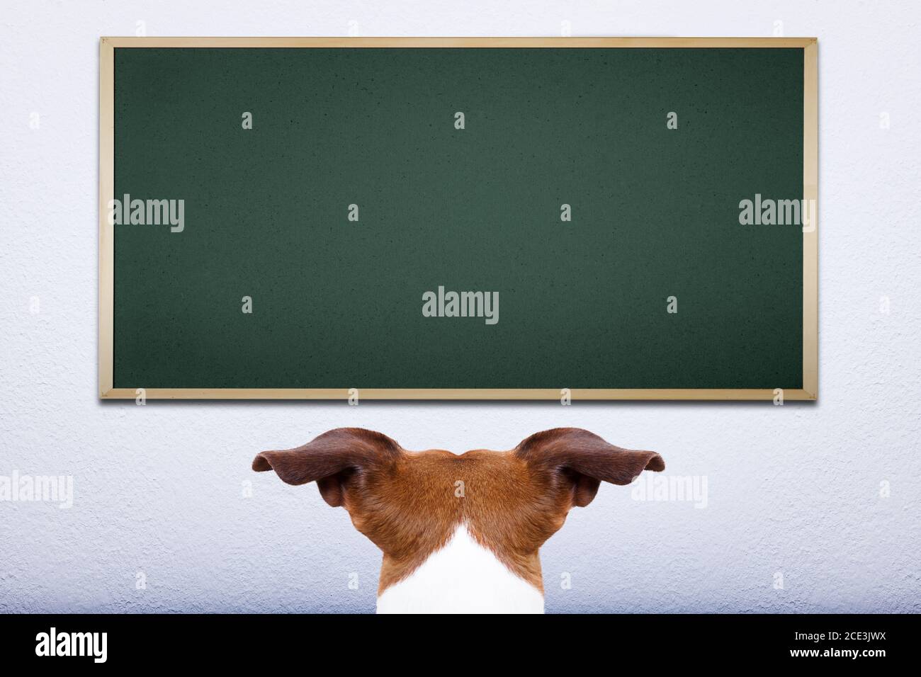Dog classroom hi-res stock photography and images - Alamy