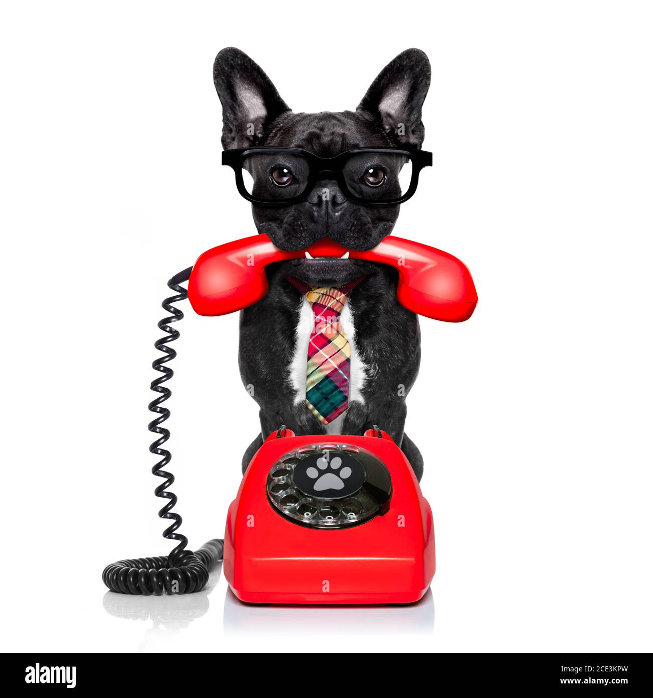 dog on the phone Stock Photo - Alamy