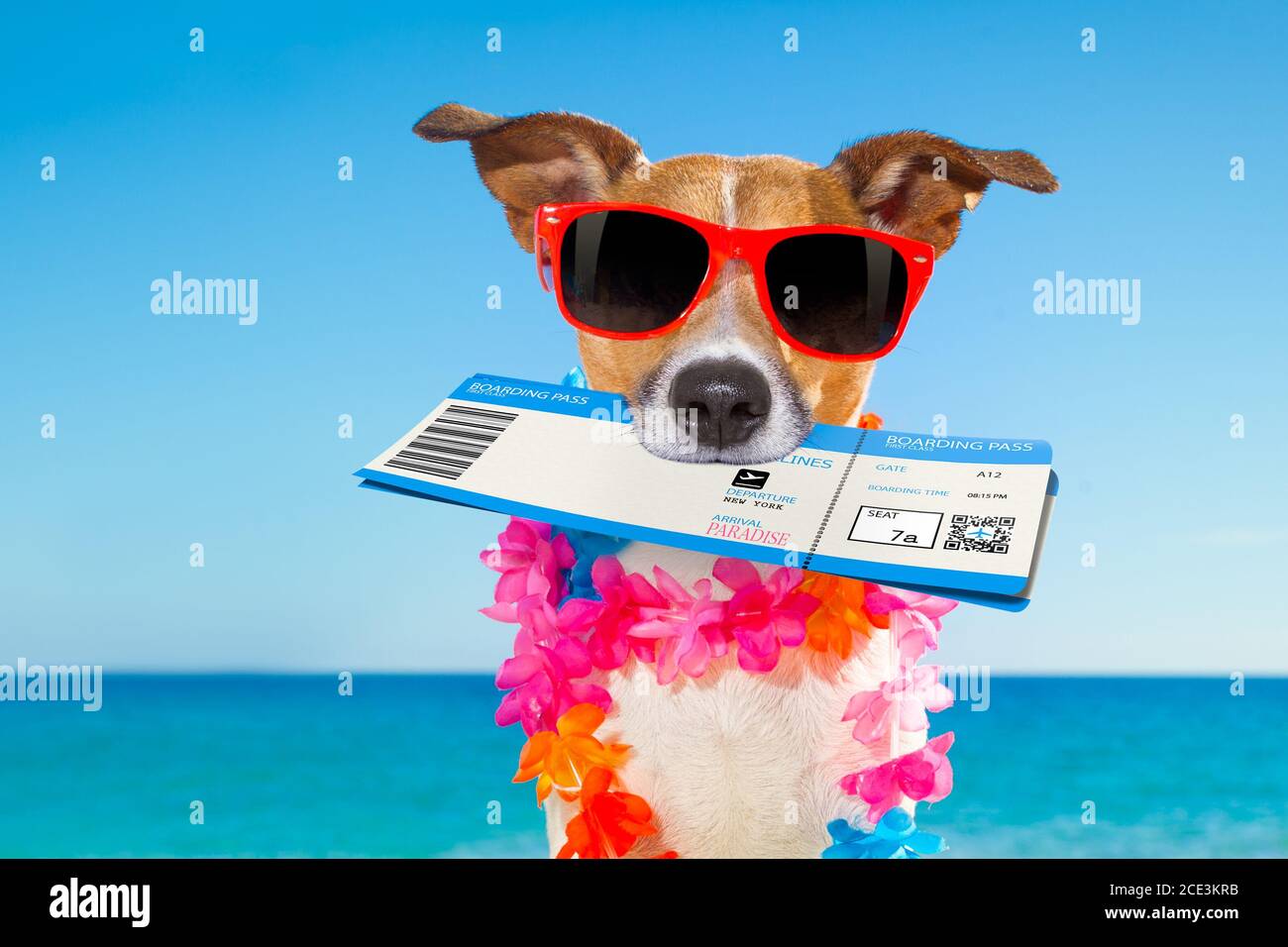 chek in boarding pass summer dog Stock Photo - Alamy