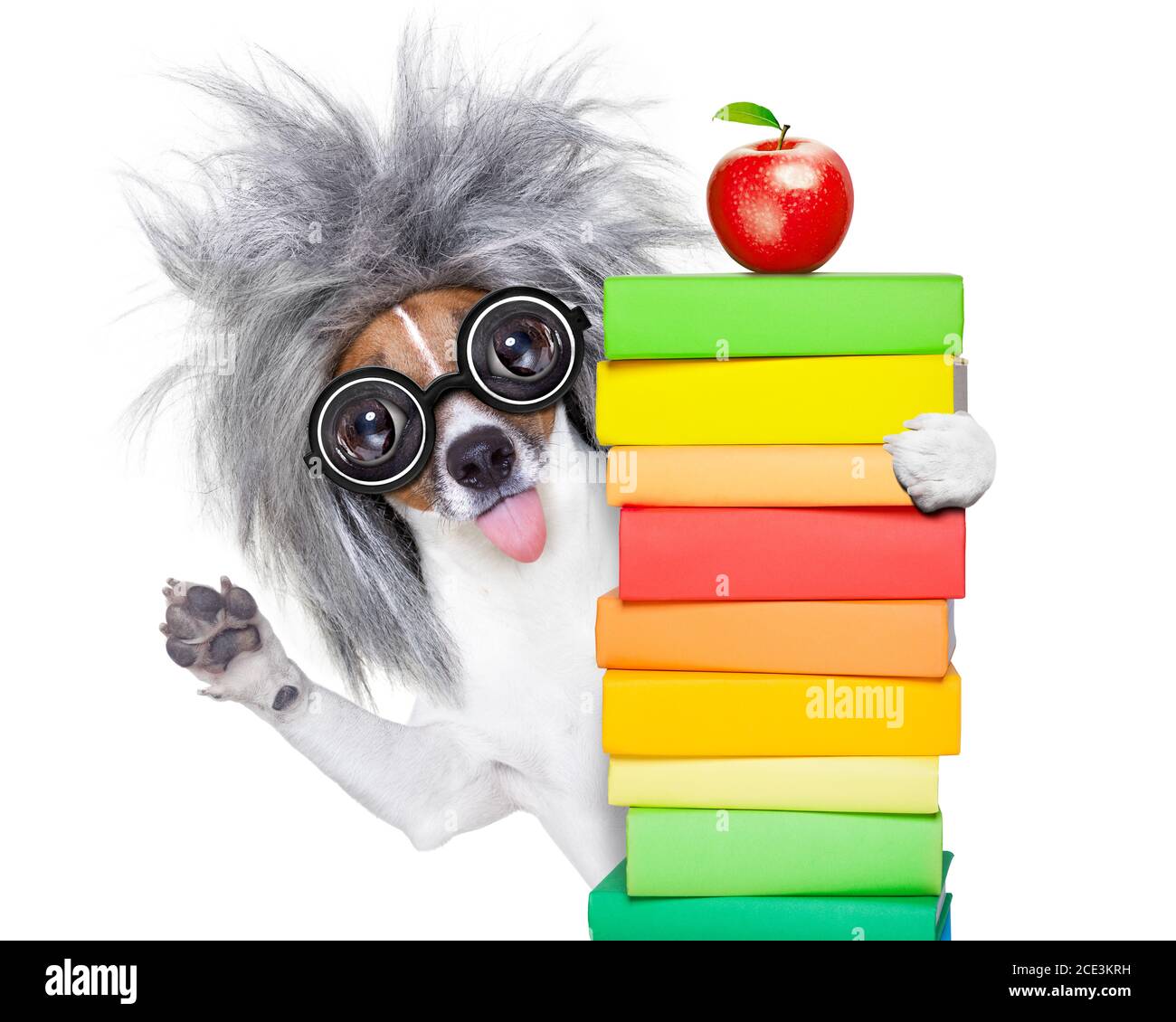 intelligent smart dog with books Stock Photo - Alamy