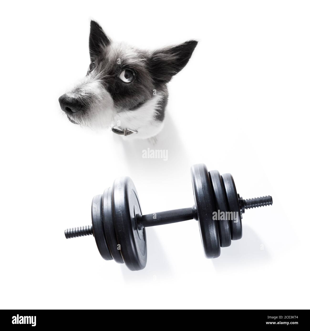 dog with dumbbell Stock Photo - Alamy