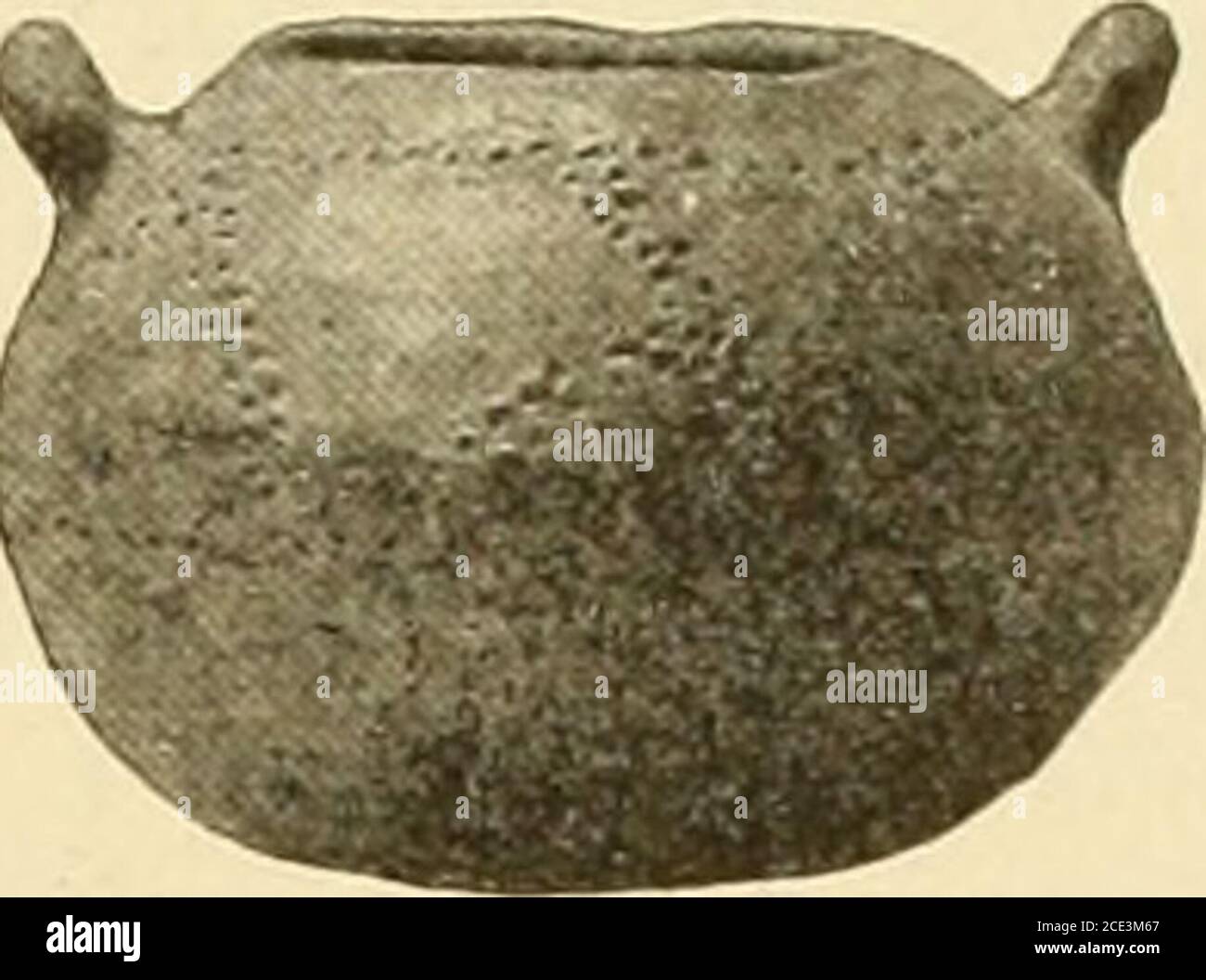 Perforated tubercles hi-res stock photography and images - Alamy