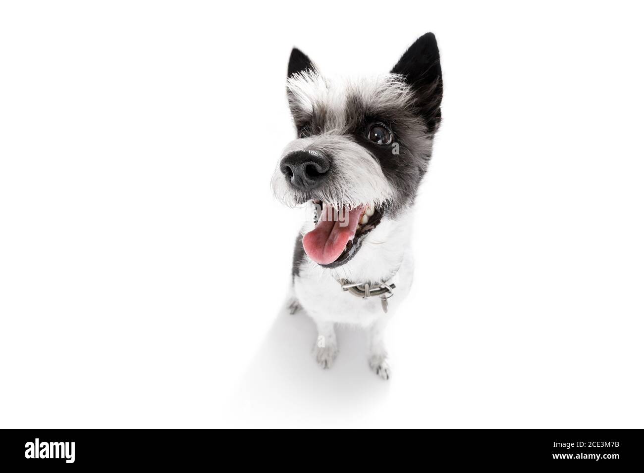 Wide angle view dog Cut Out Stock Images & Pictures - Alamy