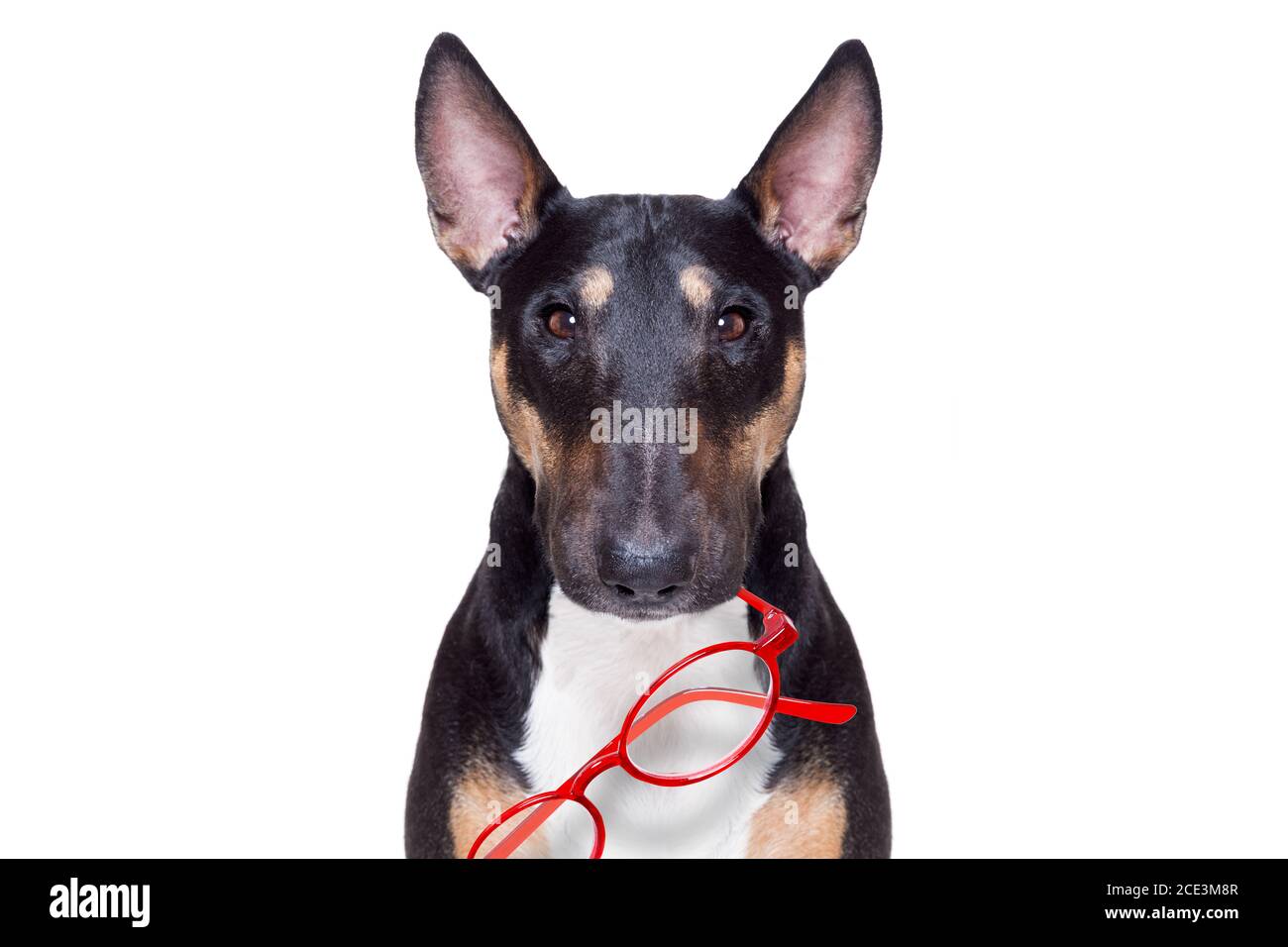 business boss dog Stock Photo - Alamy