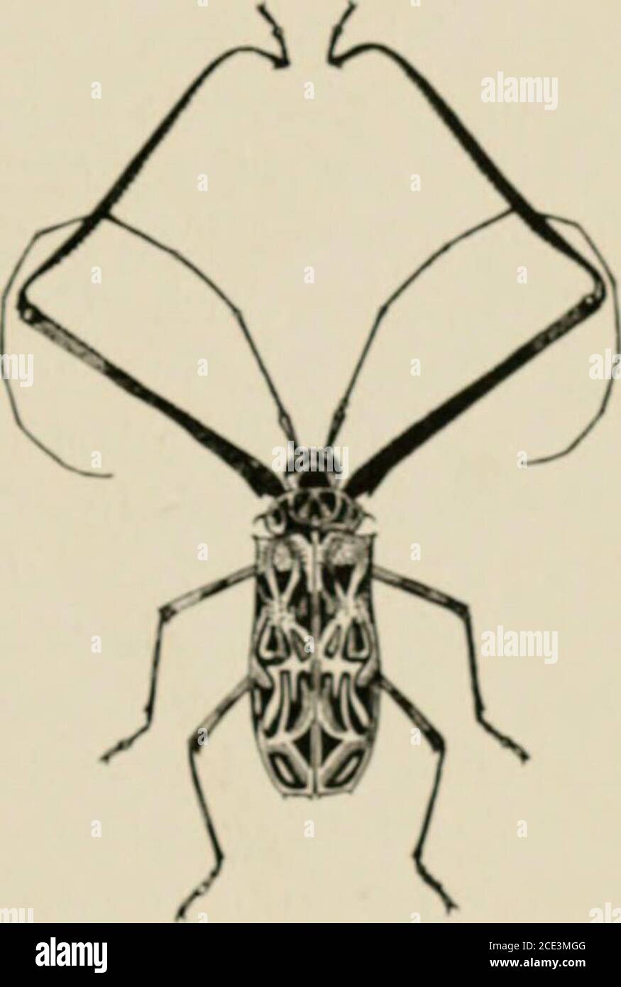 Herculesbeetle hi-res stock photography and images - Alamy