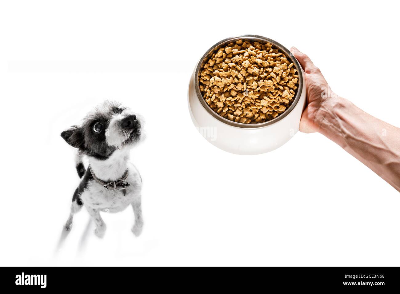 hungry curious dog looks up Stock Photo - Alamy