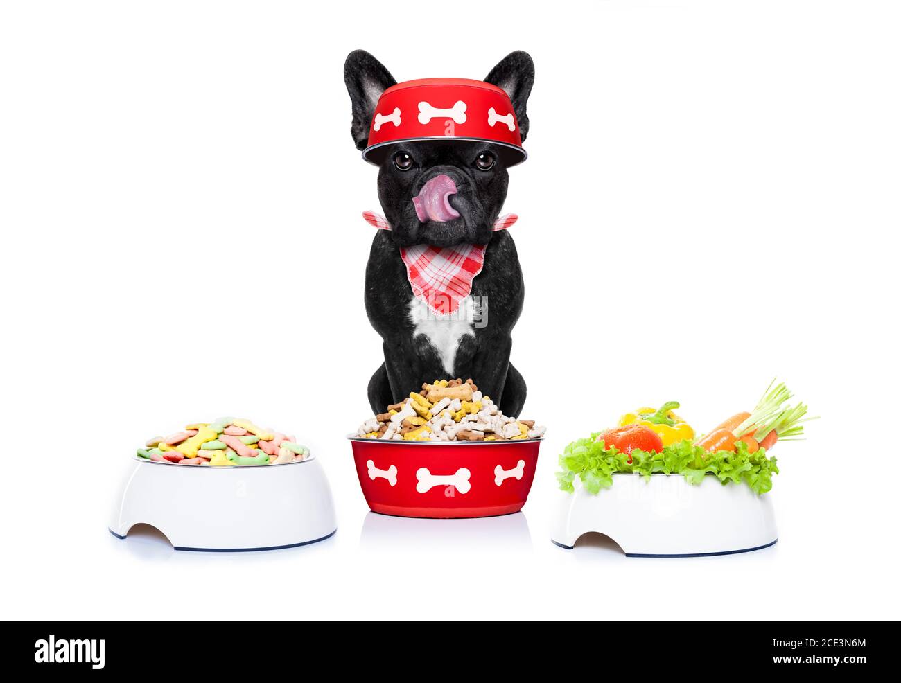 hungry dog with food bowls Stock Photo - Alamy